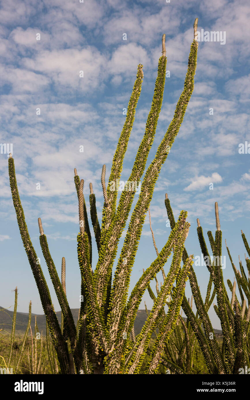 Octopus trees in the Spiny forest, Southern Madagascar Stock Photo - Alamy
