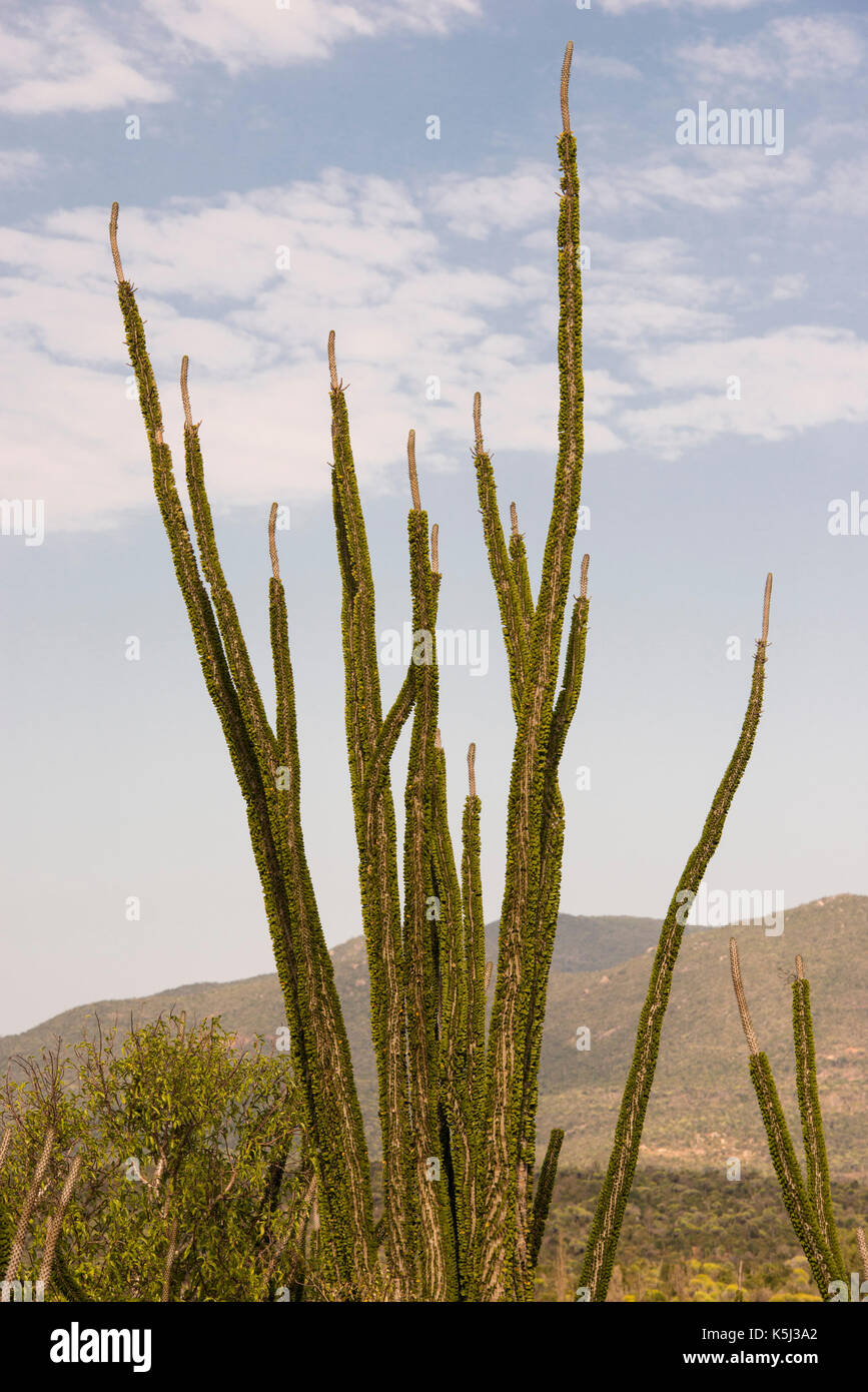 Octopus tree madagascar hi-res stock photography and images - Alamy