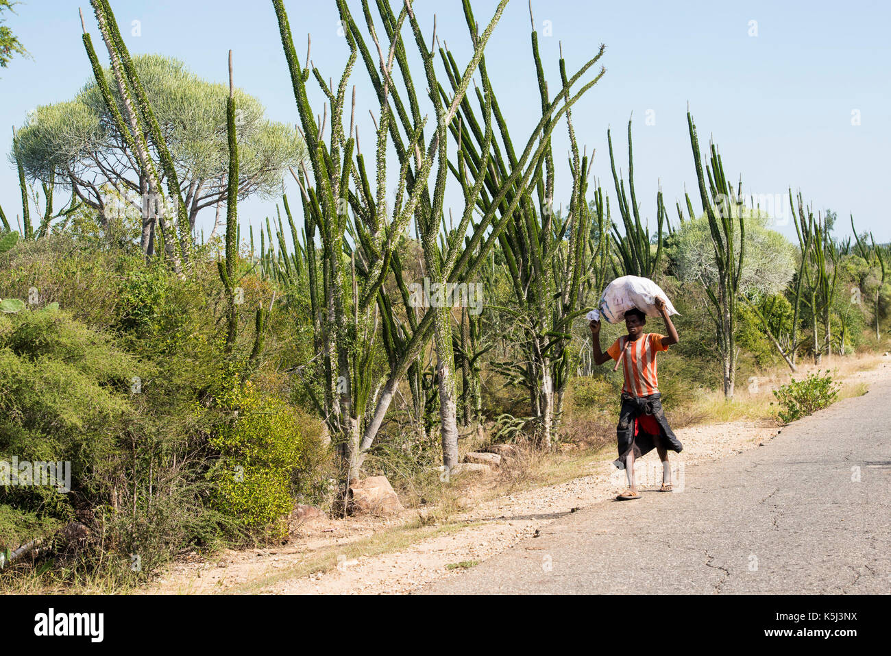 Spiny forest along the road, Southern Madagascar Stock Photo - Alamy