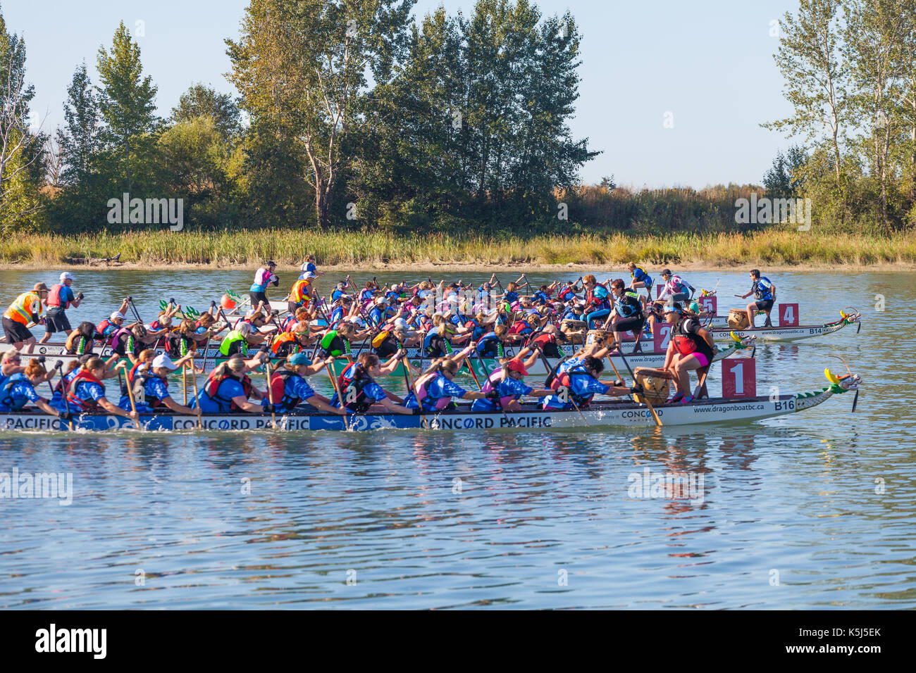 Dragon Boat teams racing at the 2017 Steveston Festival Stock Photo - Alamy
