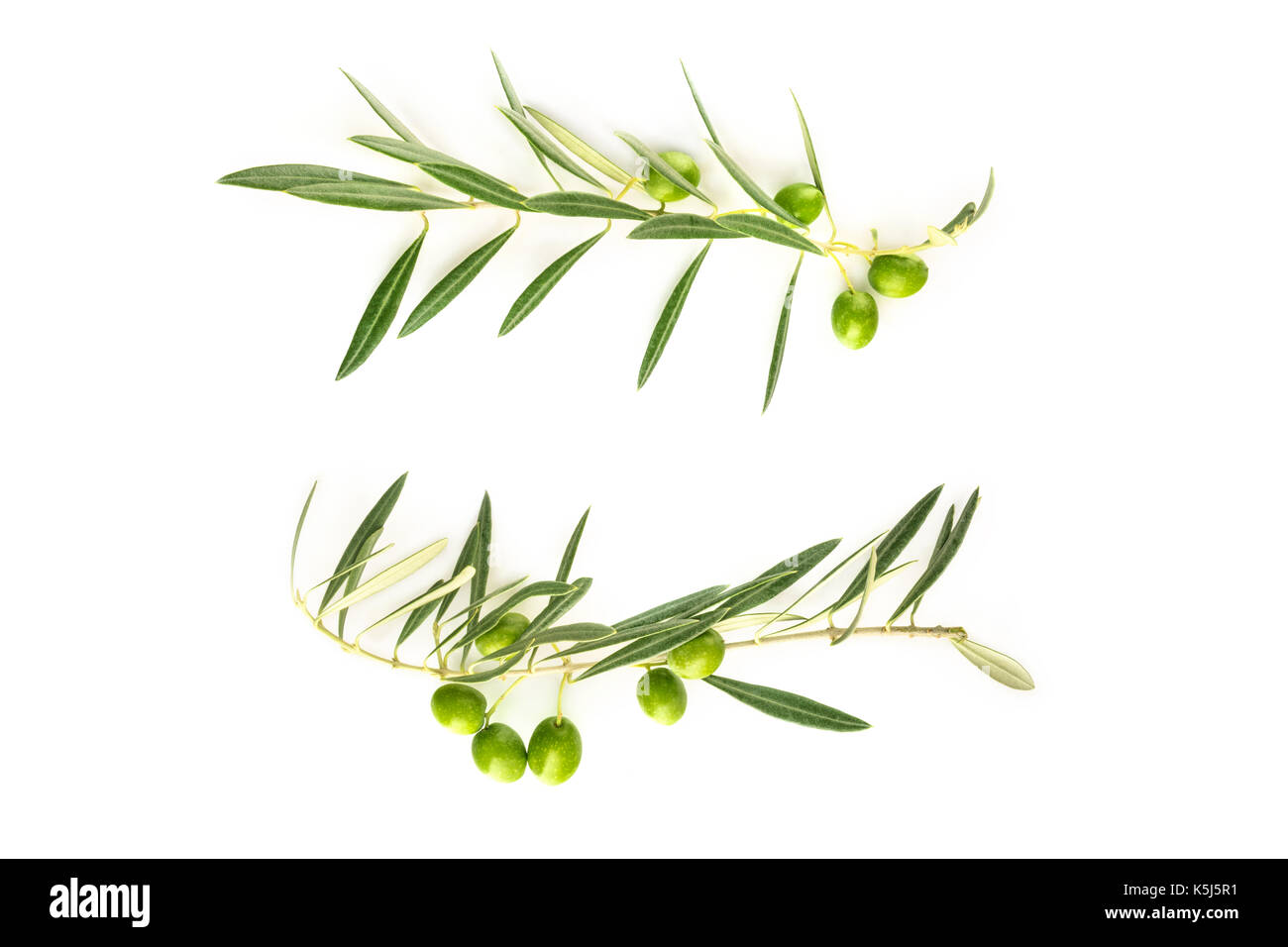 Two olive branches hi-res stock photography and images - Alamy
