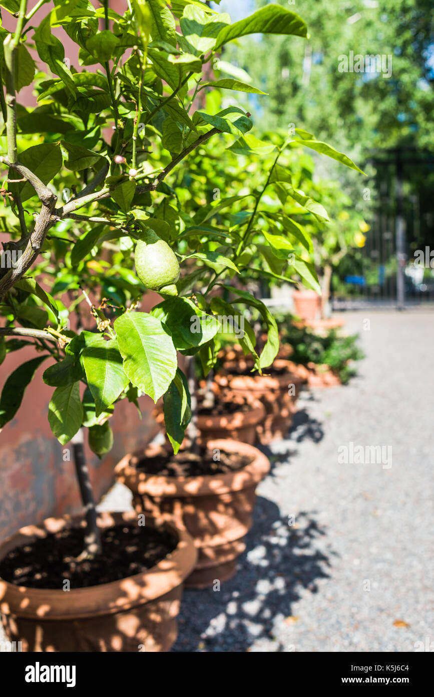 Lemon trees growing in a yard or garden during sunny day Stock Photo ...