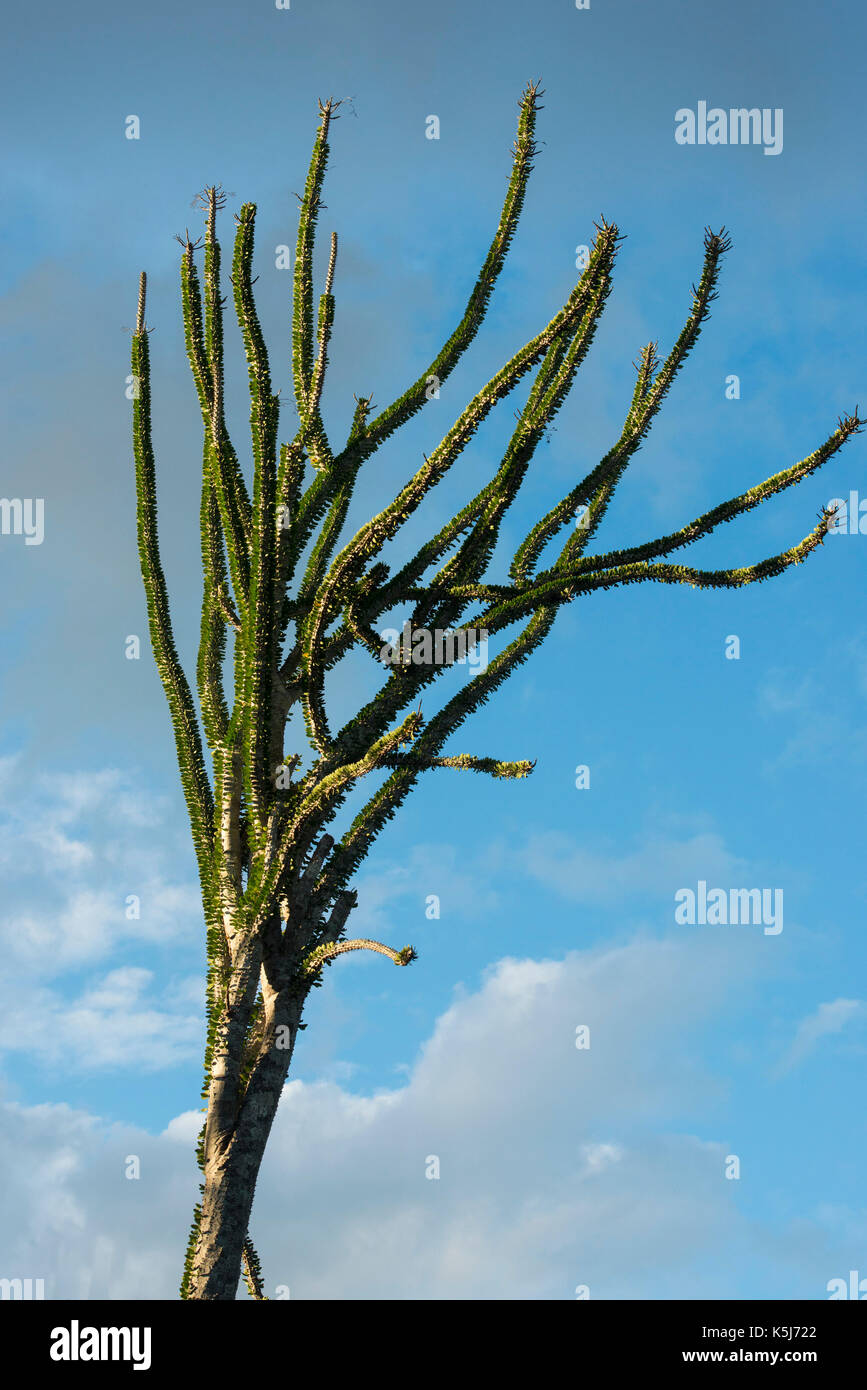 Octopus tree hi-res stock photography and images - Alamy