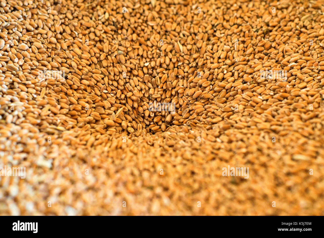 Close up of wheat grain hi-res stock photography and images - Alamy