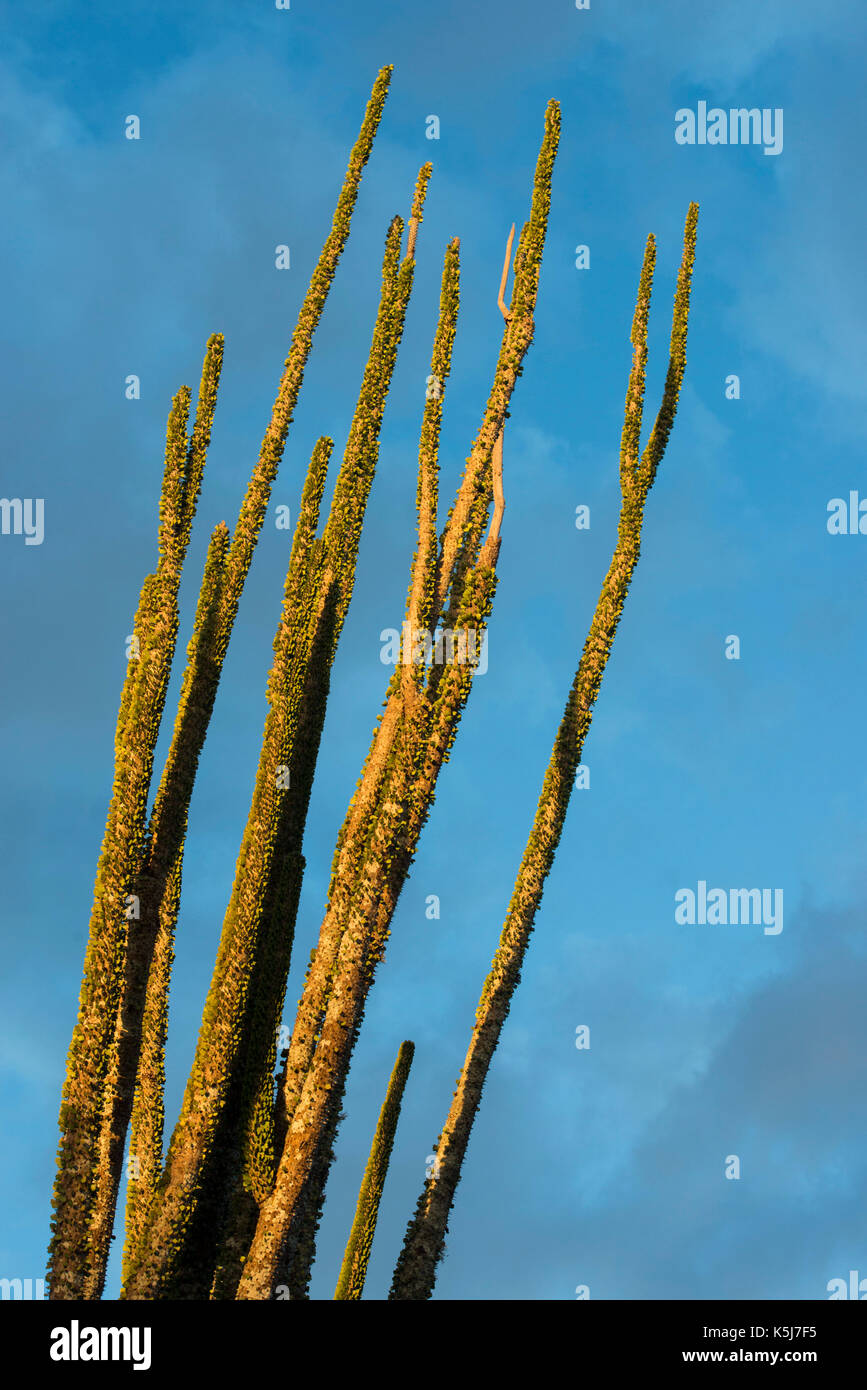 Octopus tree, Didieracae fam., in the spiny forest, Mandrare River Camp ...