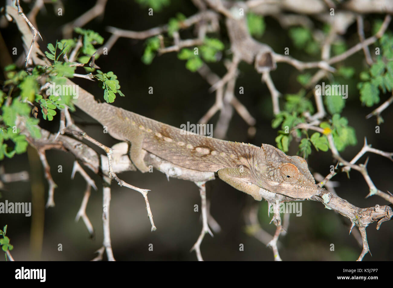 Warty chameleon, Furcifer verrucosus, Mandrare River Camp, Ifotaka ...