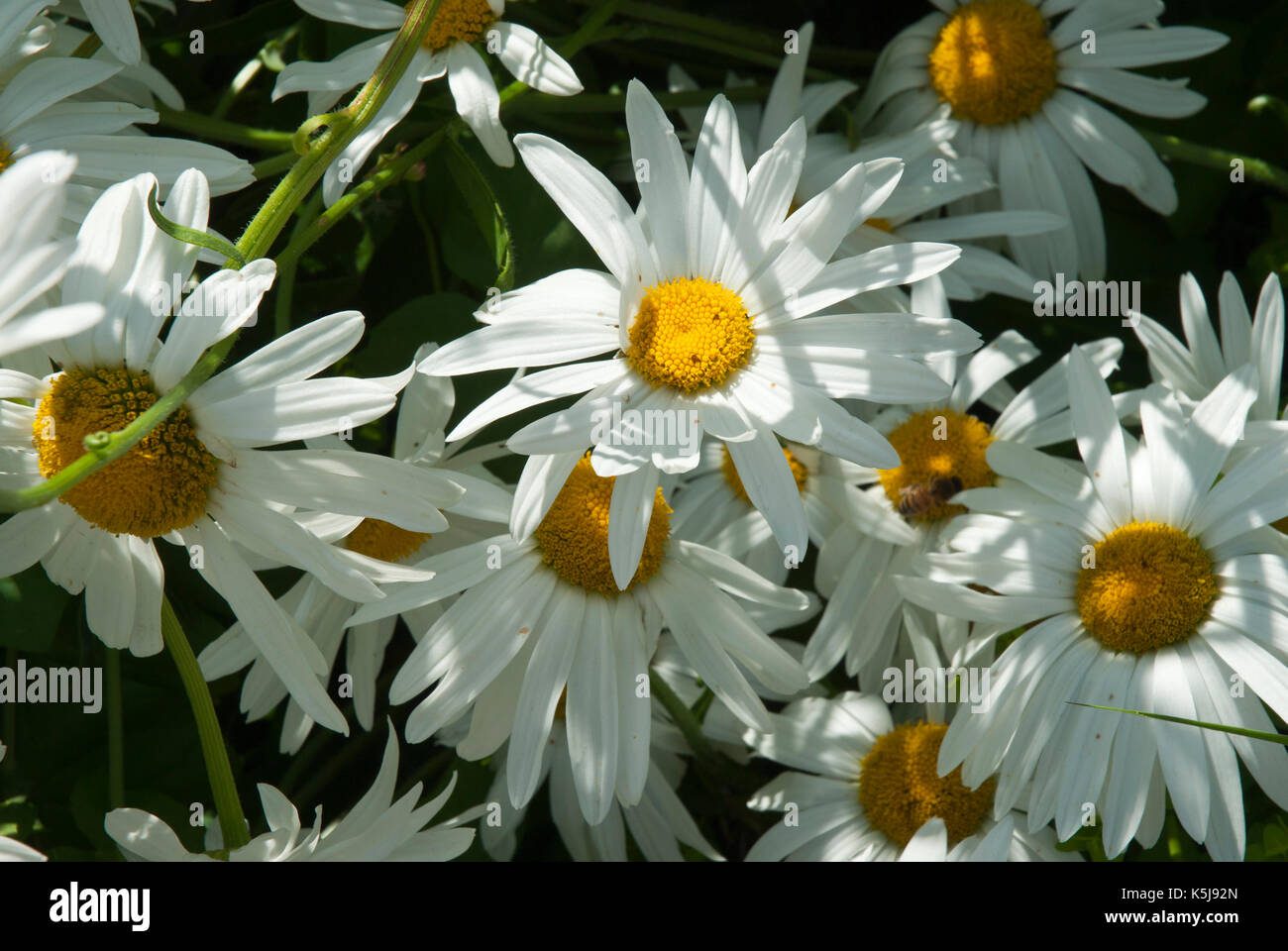 large daisies, shasta, leucanthemum, growing in a cluster in the ...