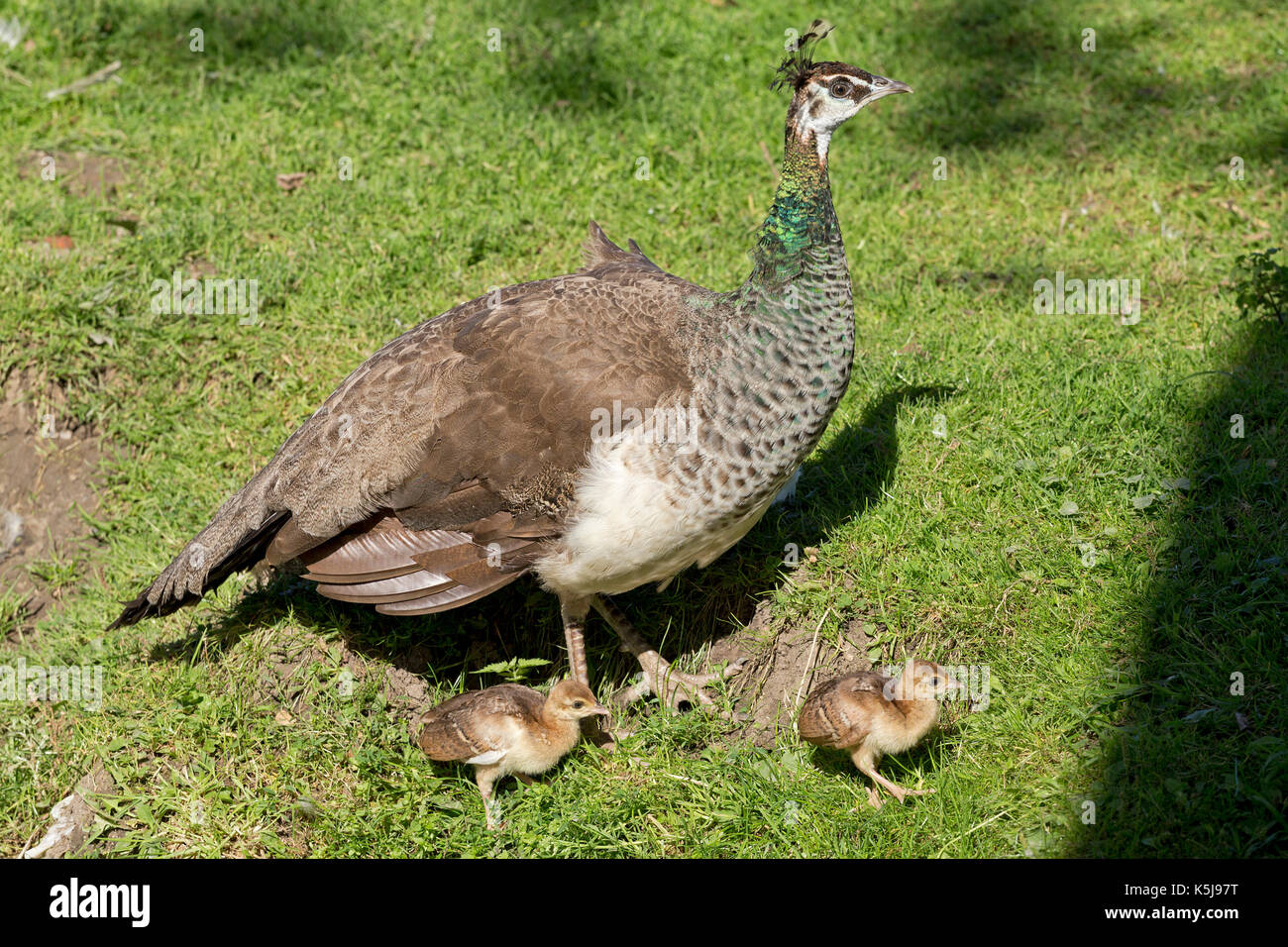 Peafowl chicks hi-res stock photography and images - Alamy