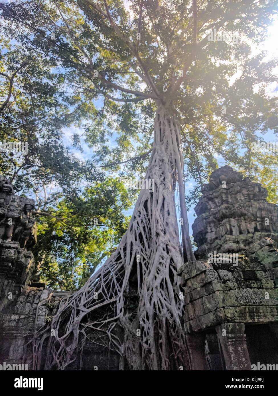 view of the ruins of angkor in the angkor wat temples complex, Krong ...
