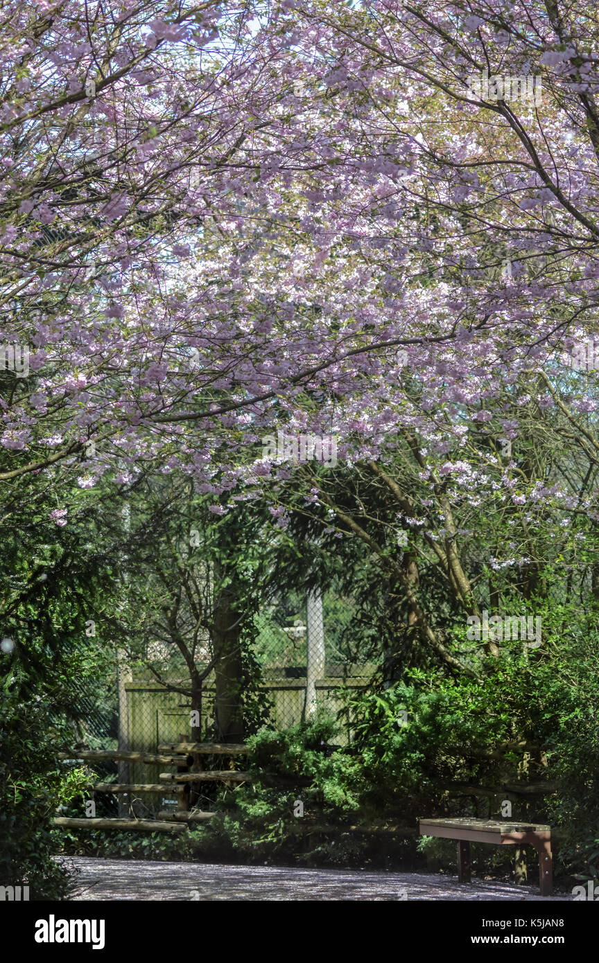 Small path full of cherry tree of Japan in a park of the north of ...