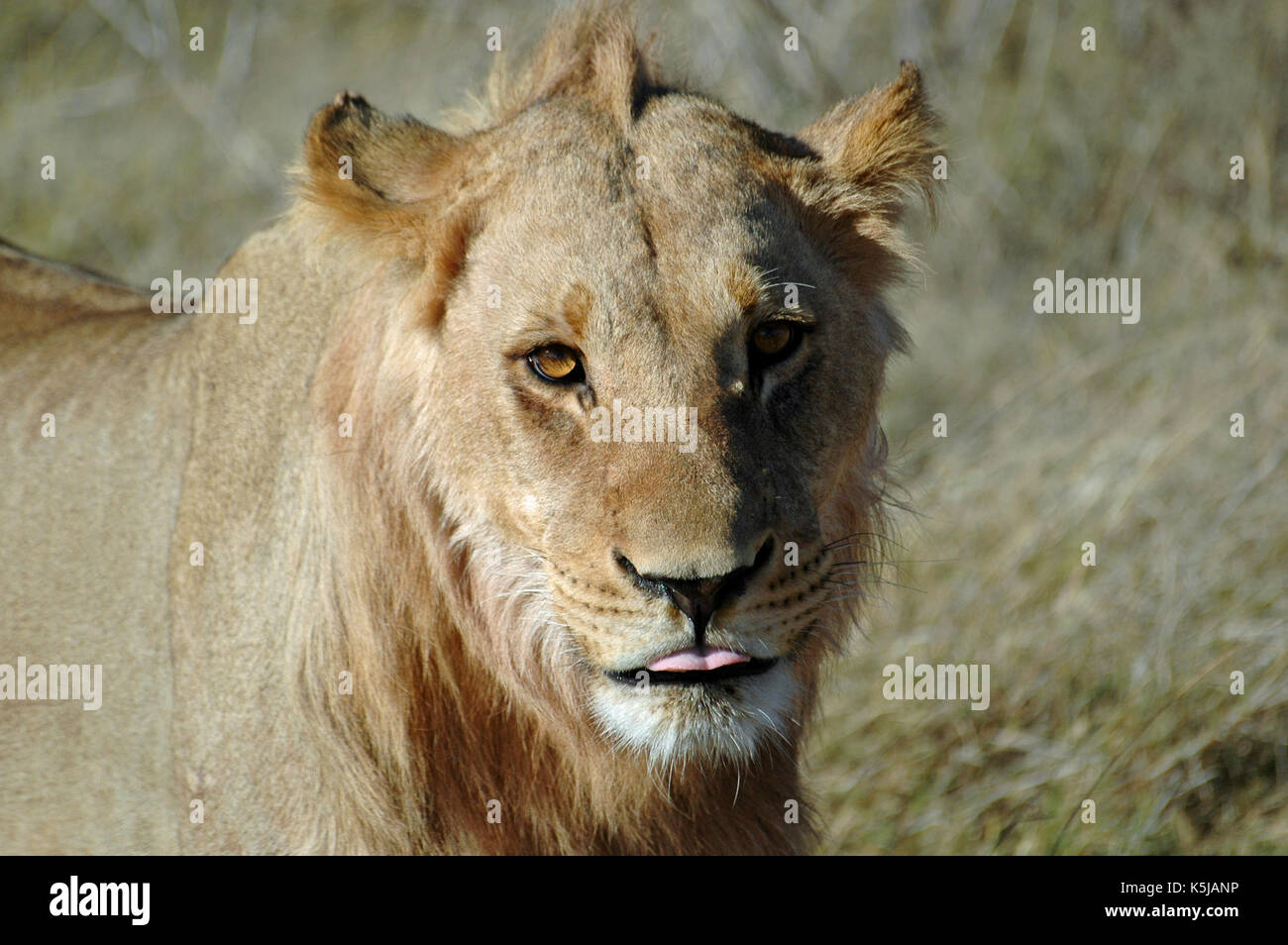 A sub-adult male Lion licking his lips. Taken in the Okavango Delta ...