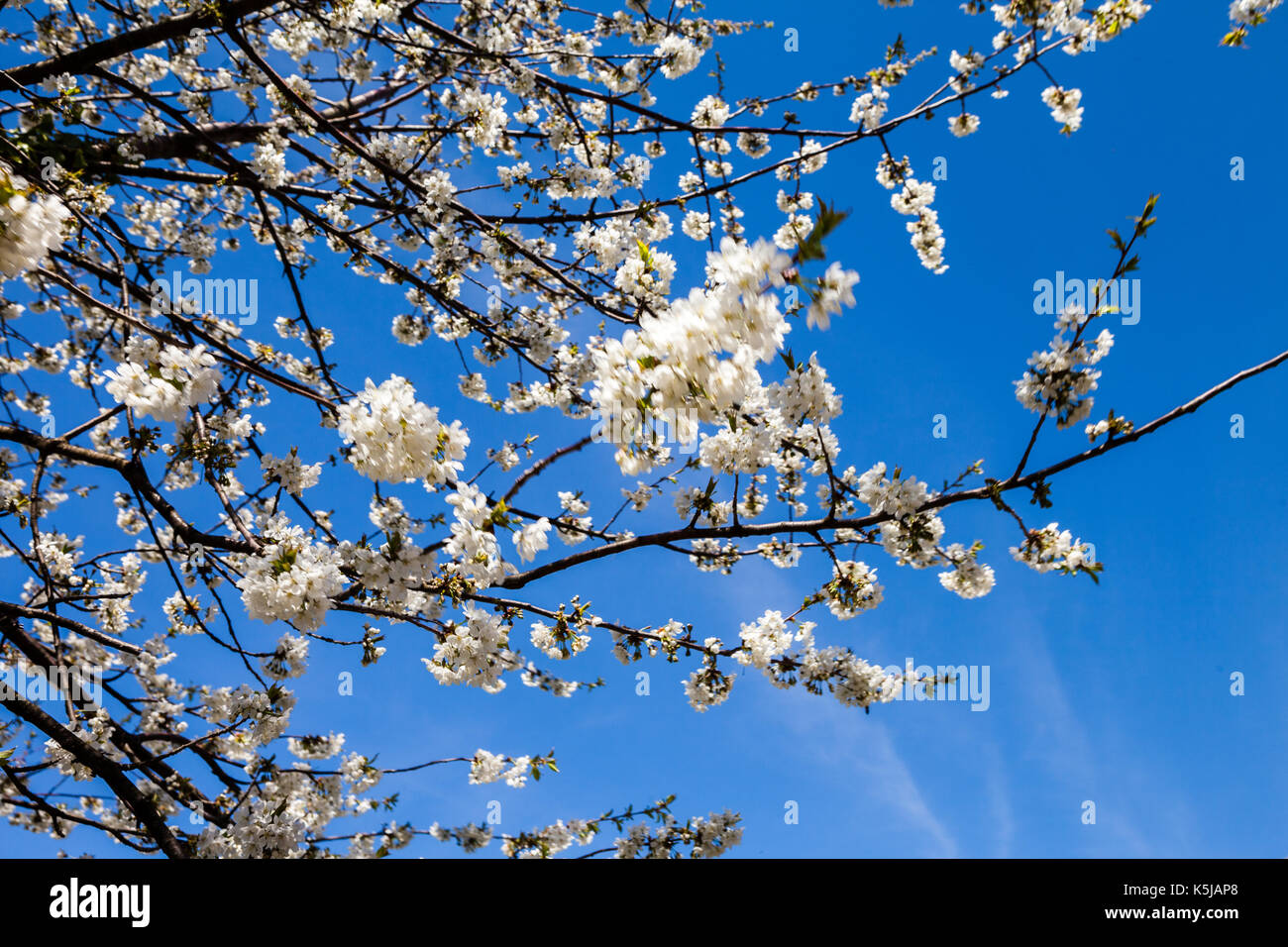 Blossom tree with flowers Stock Photo - Alamy