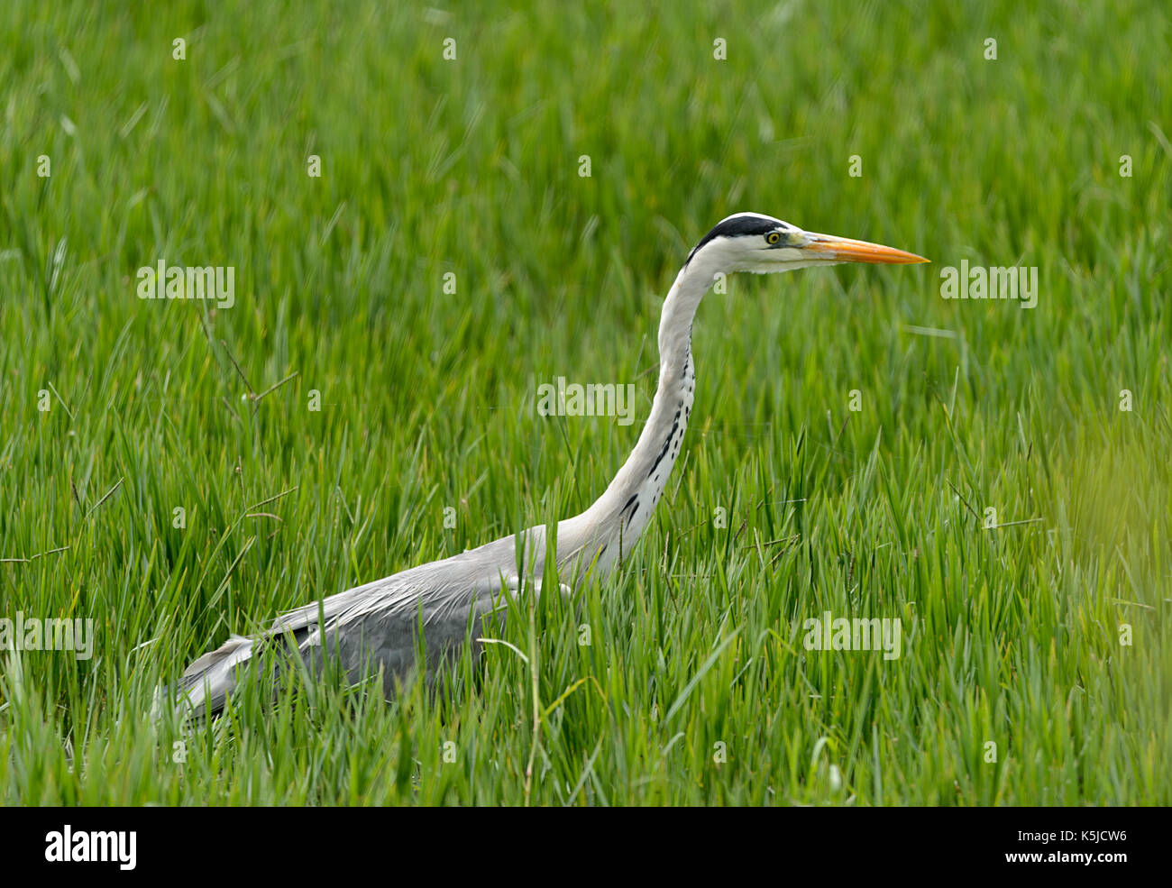 Bird hiding hi-res stock photography and images - Alamy