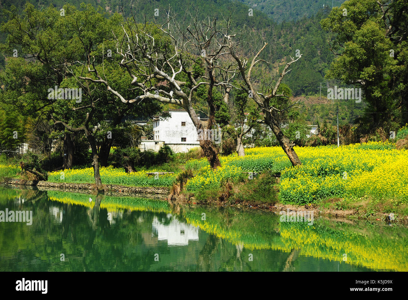 Landscape of Wuyuan County with Yellow oilseed rape field and Blooming ...