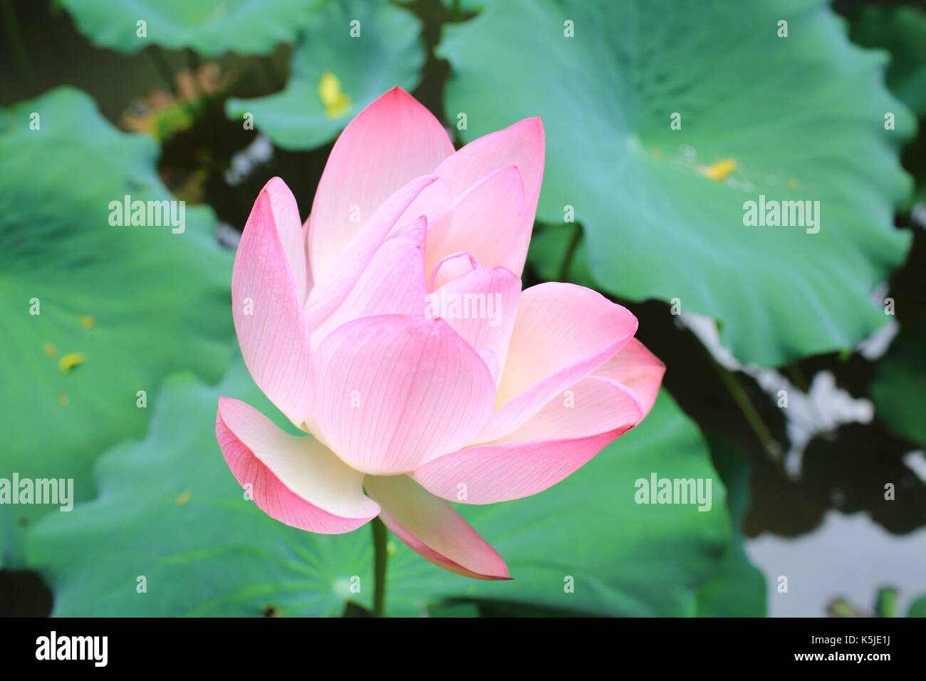 China blossom bud hi-res stock photography and images - Alamy