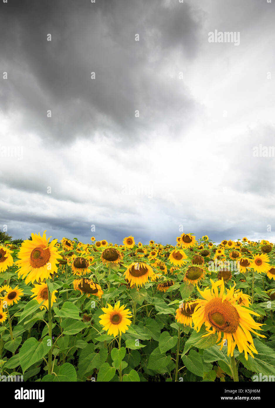 Grey sunflowers hi-res stock photography and images - Alamy
