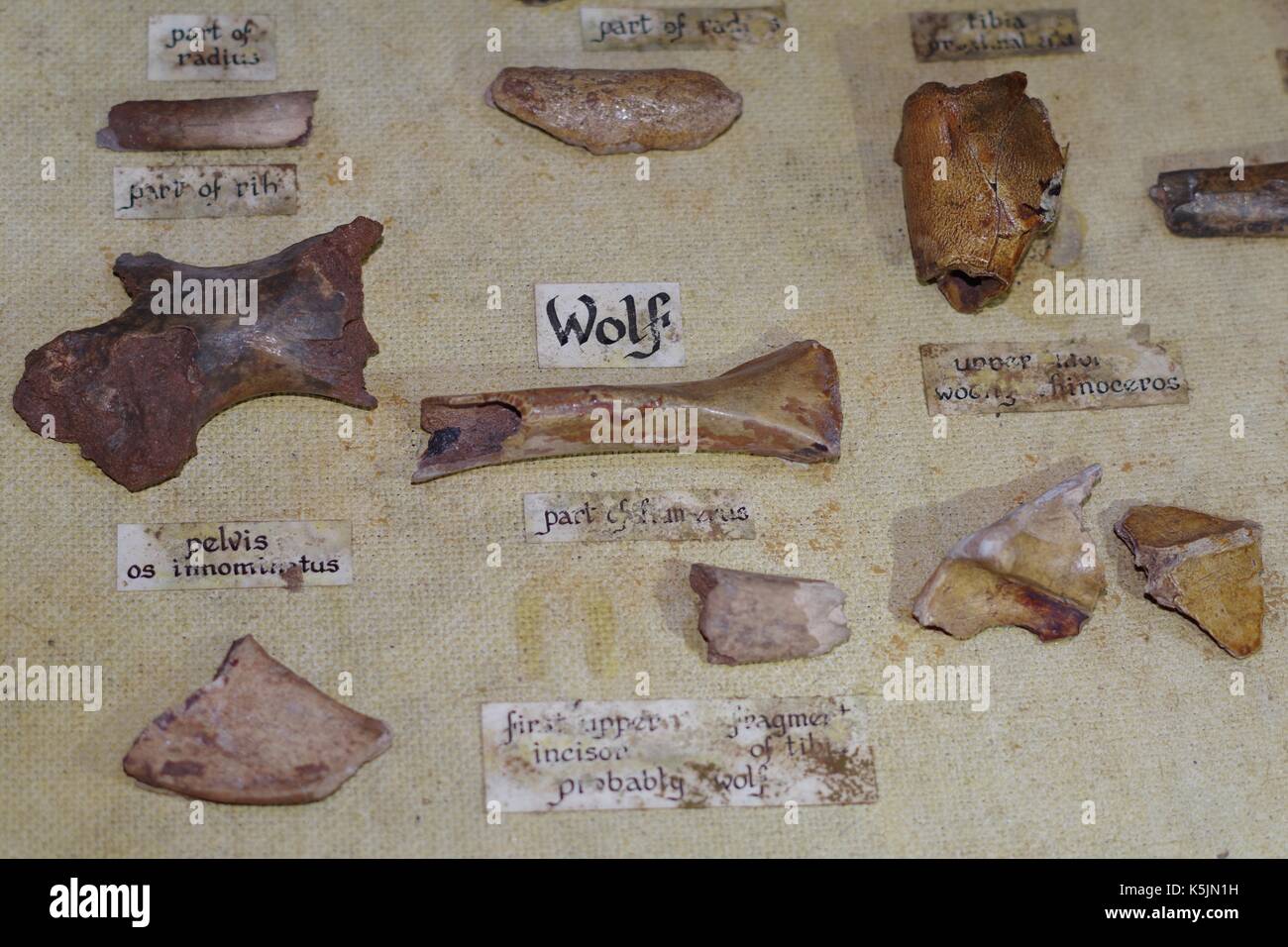 Brixham Cavern, Windmill Hill Bone Cave. An Ancient Monument ...