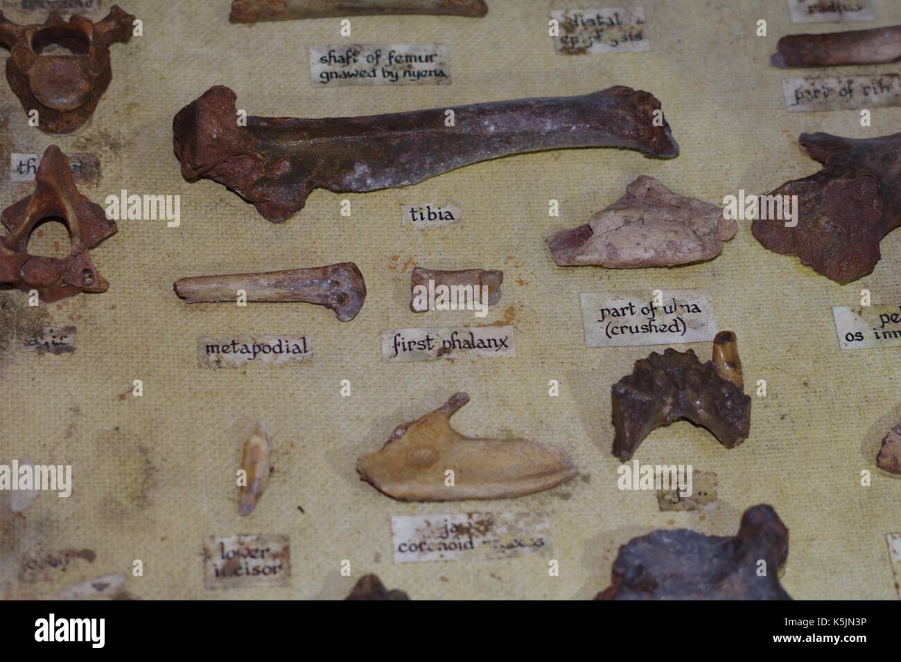 Brixham Cavern, Windmill Hill Bone Cave. An Ancient Monument ...