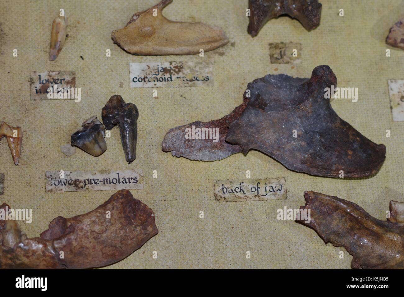 Brixham Cavern, Windmill Hill Bone Cave. An Ancient Monument ...