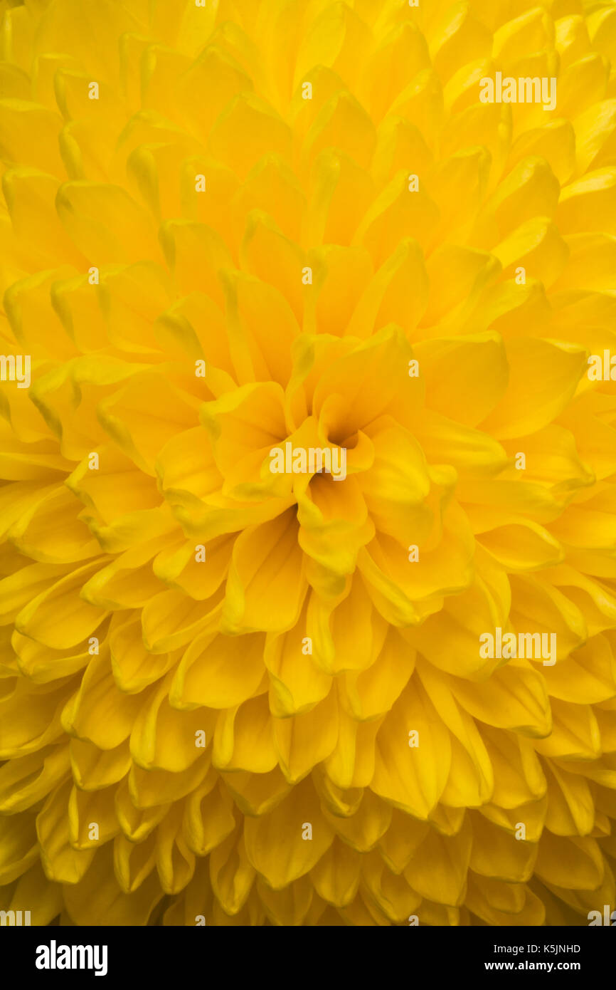 Close up of yellow aster flower : aster with yellow petals and yellow ...