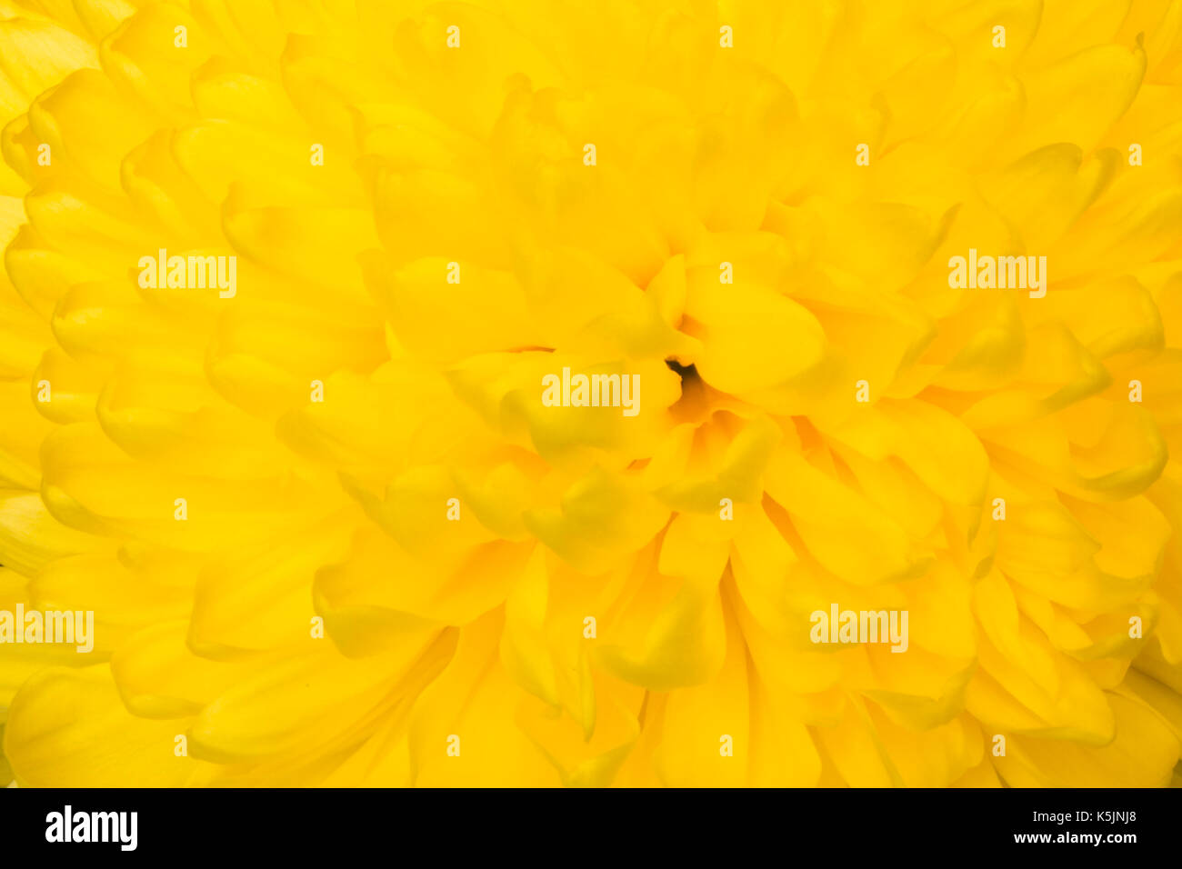 Close up of yellow aster flower : aster with yellow petals and yellow ...