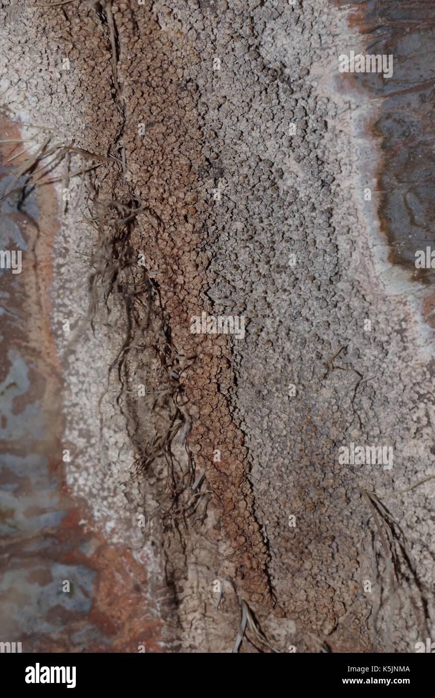 Brixham Cavern, Windmill Hill Bone Cave. An Ancient Monument ...
