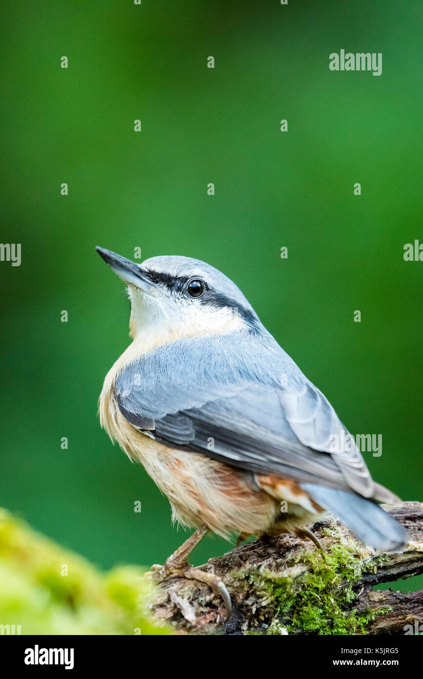 European nuthatch foraging in late summer Stock Photo - Alamy