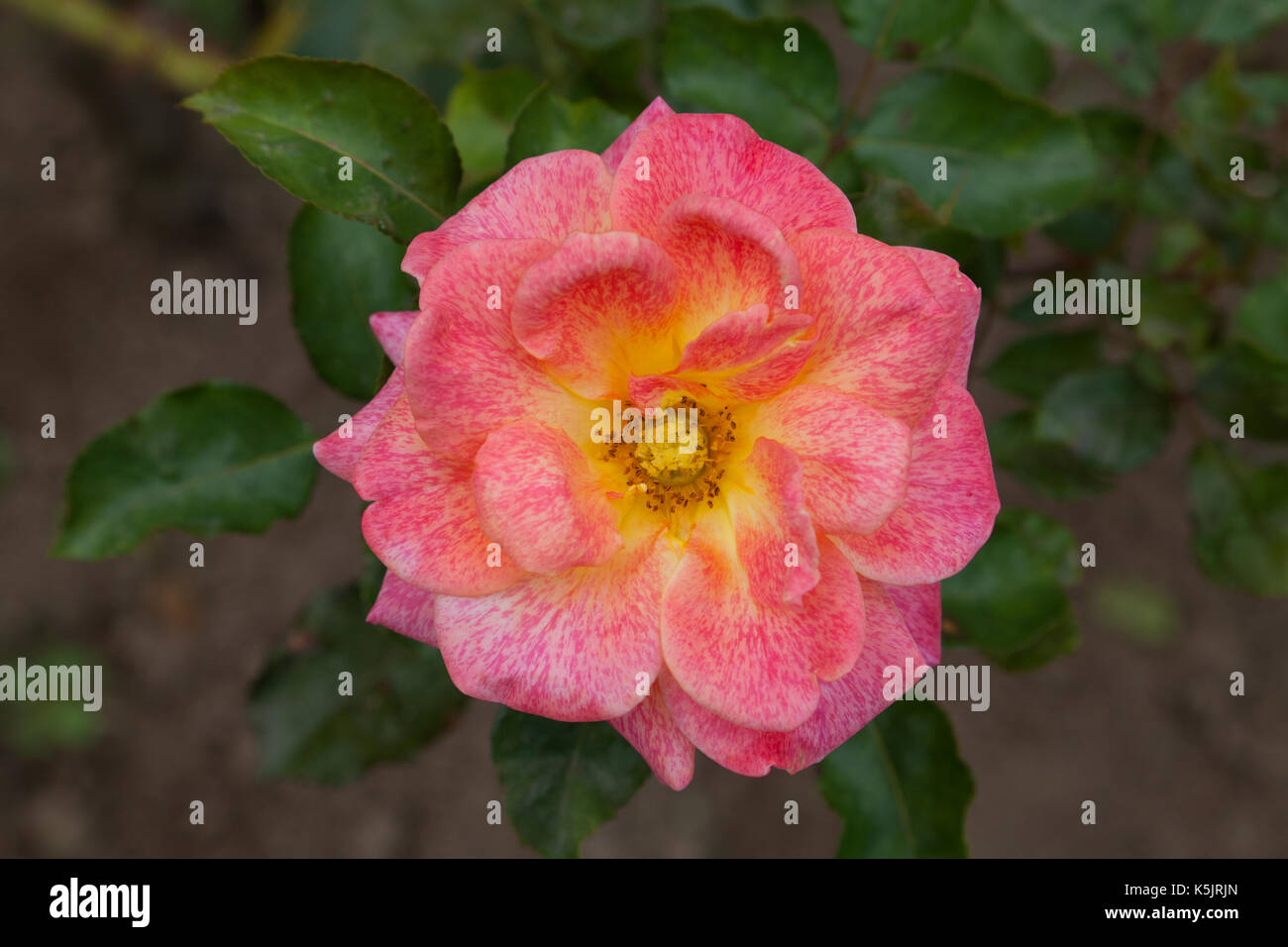 mottled pink rose with a yellow center Stock Photo - Alamy