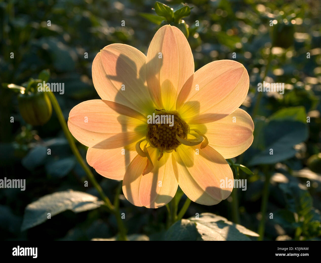 Dahlia flower in the park Stock Photo - Alamy