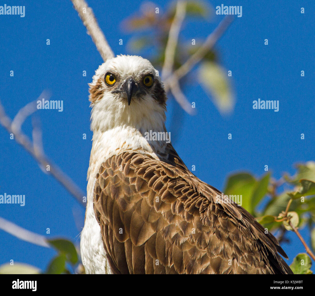 Head and face of osprey, Pandion cristatus, with eyes staring directly ...