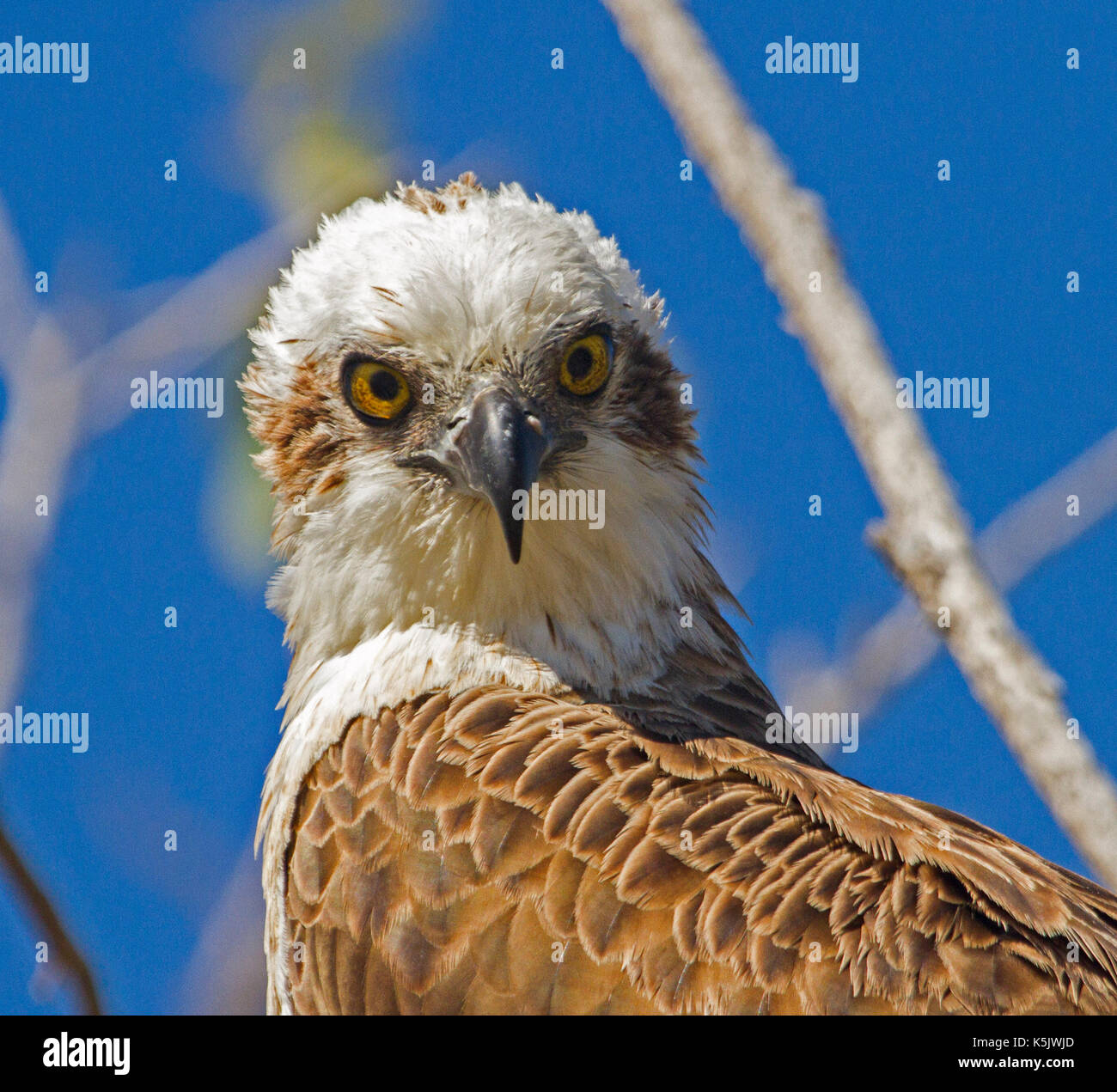 Head and face of osprey, Pandion cristatus, with eyes staring directly ...