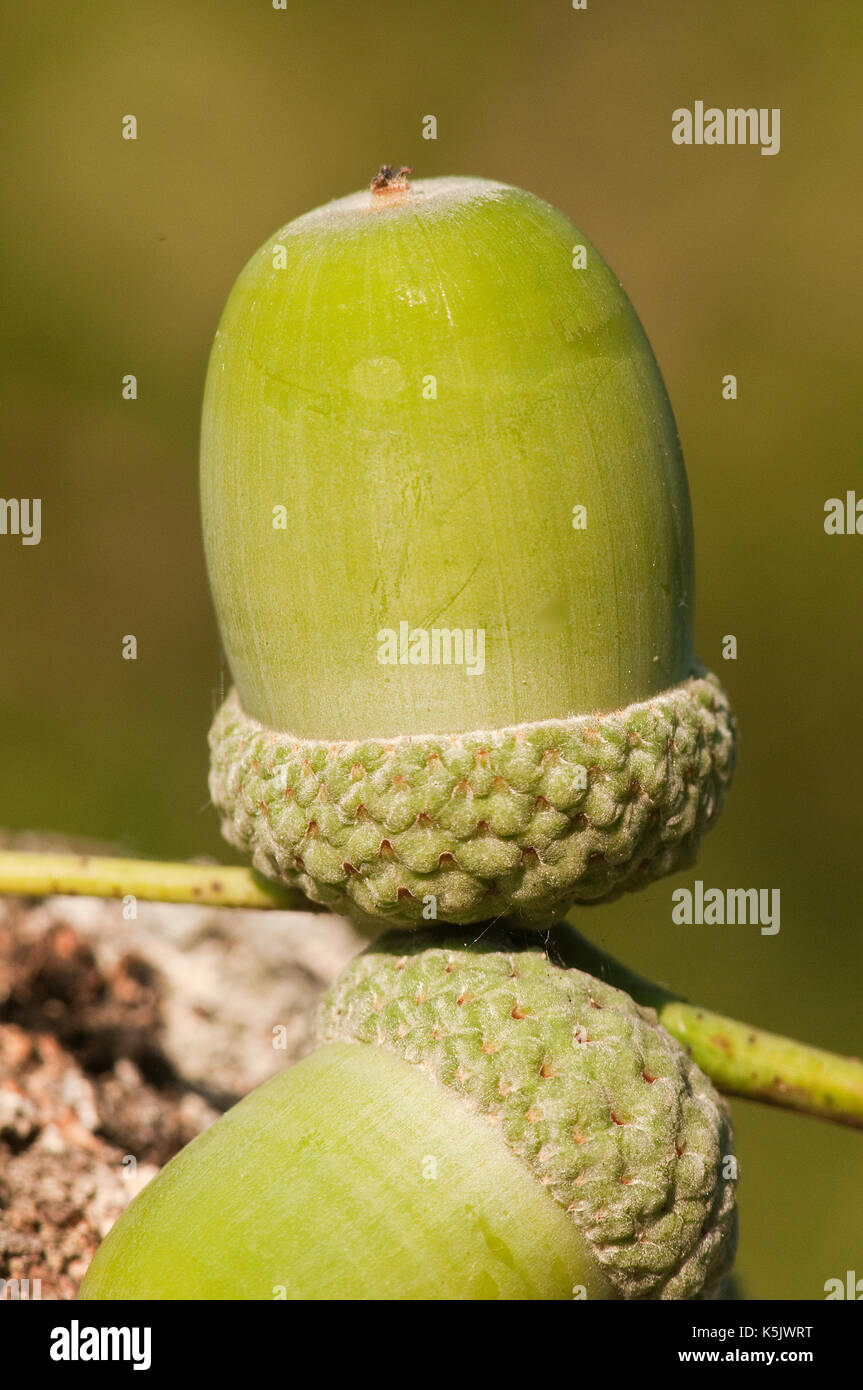 one large acorn close up detail shot Stock Photo - Alamy