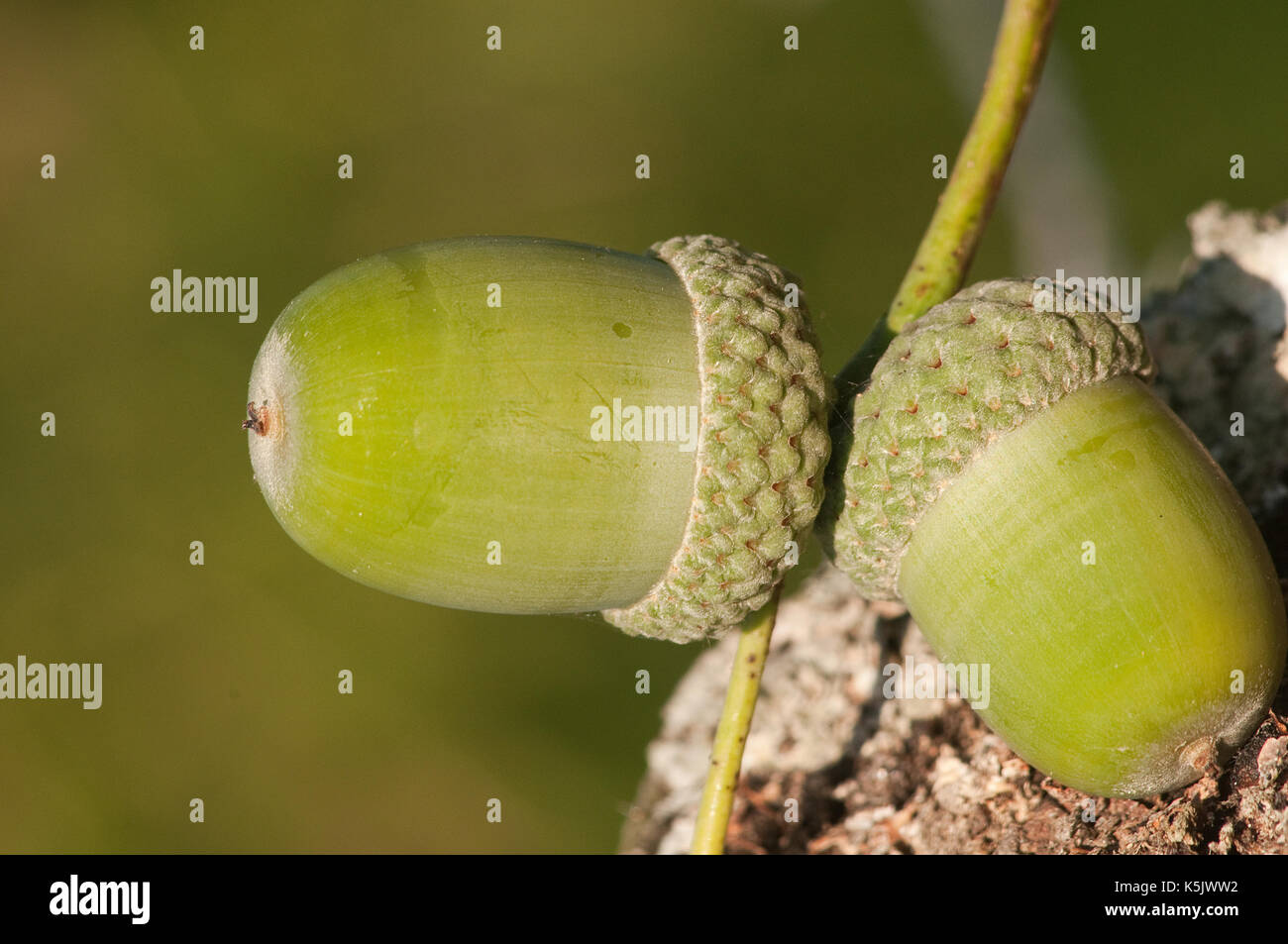Potential oak tree hi-res stock photography and images - Alamy