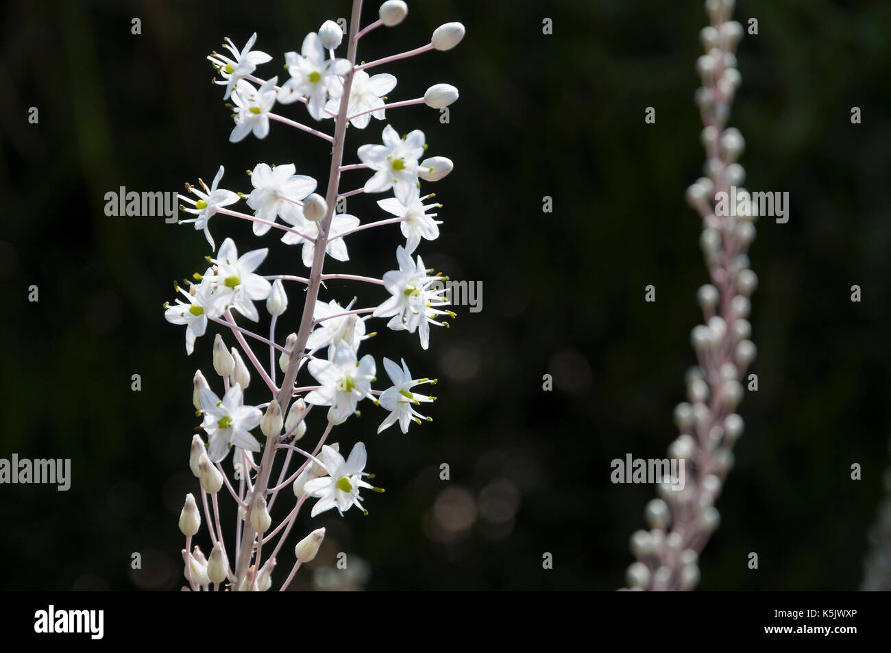 Tall white squill hi-res stock photography and images - Alamy