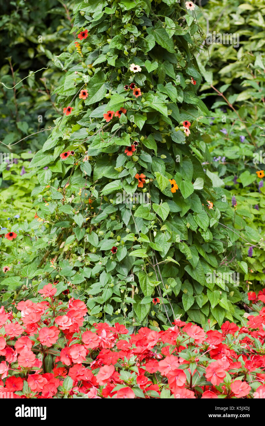 decorative flowering borders Stock Photo - Alamy