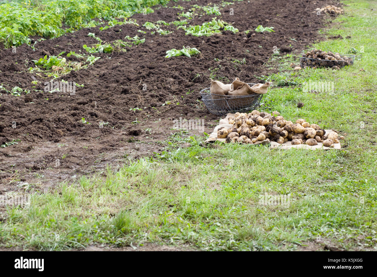 Potato havesting hi-res stock photography and images - Alamy
