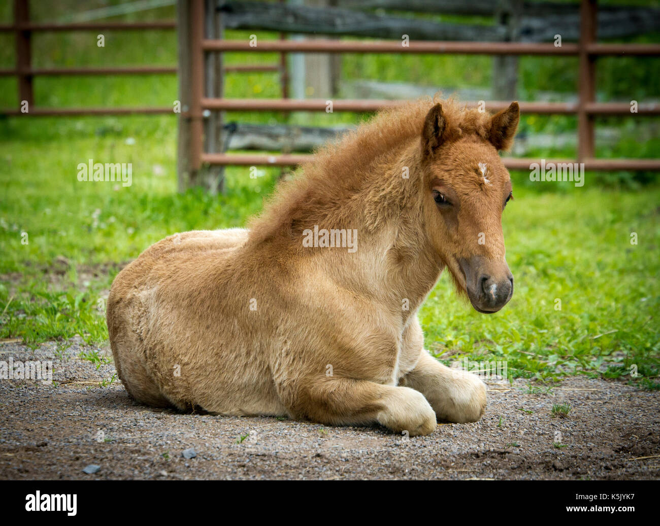 An Icelandic foal lying down resting Stock Photo - Alamy