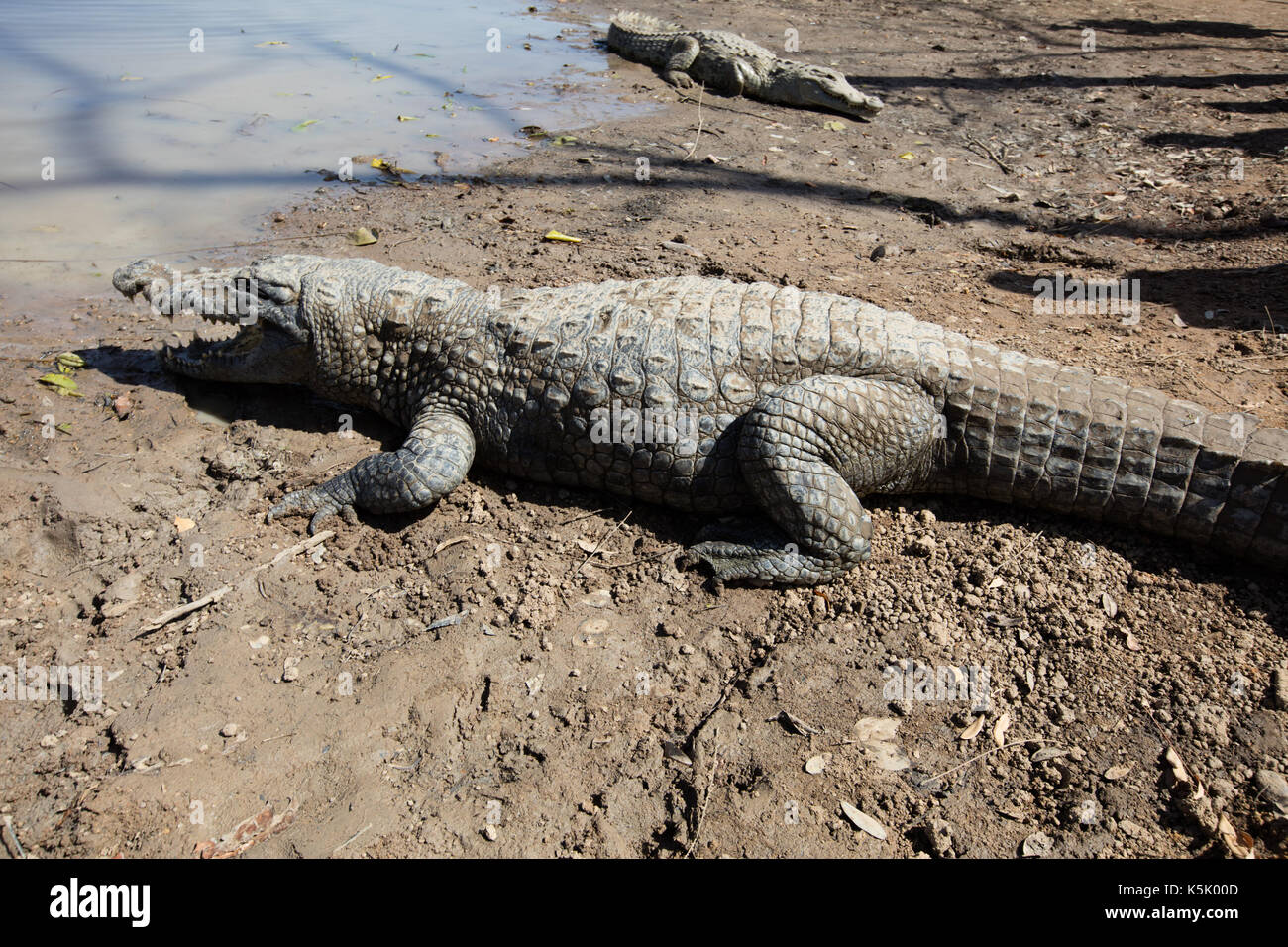 sacred crocodile in Sabou, Burkina Faso, Africa Stock Photo - Alamy