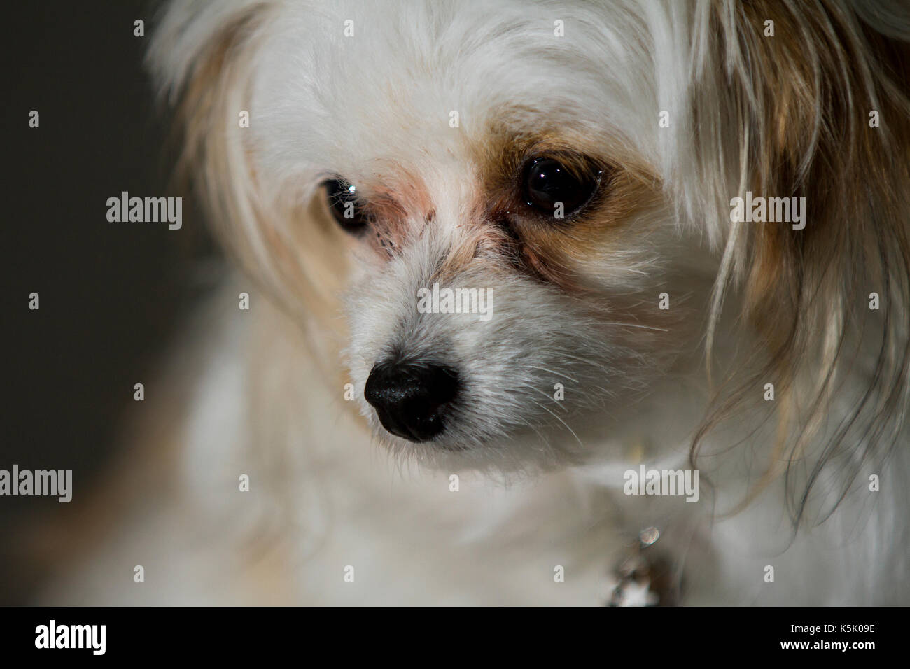 Nice dog hi-res stock photography and images - Alamy
