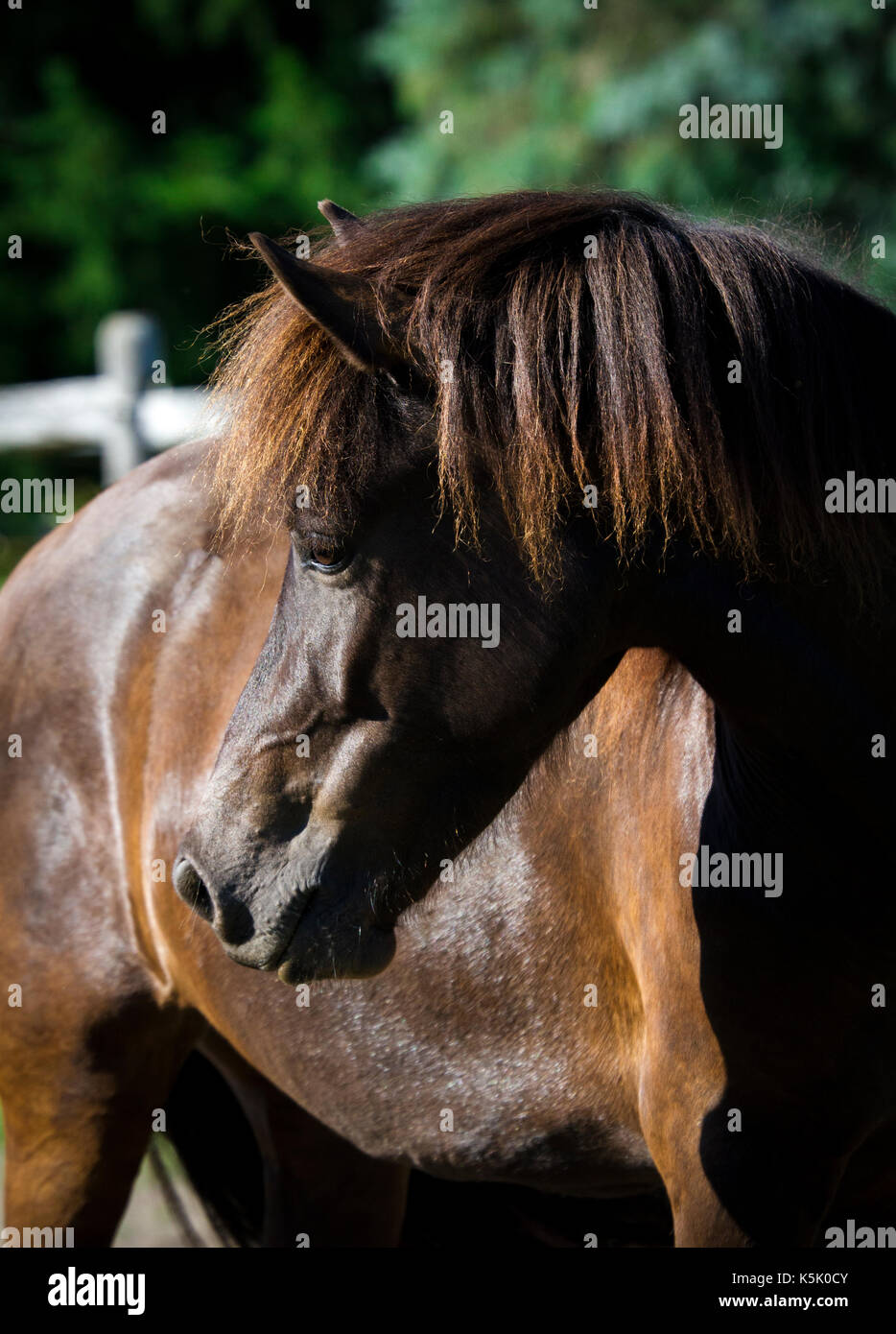 Pony pose hi-res stock photography and images - Alamy