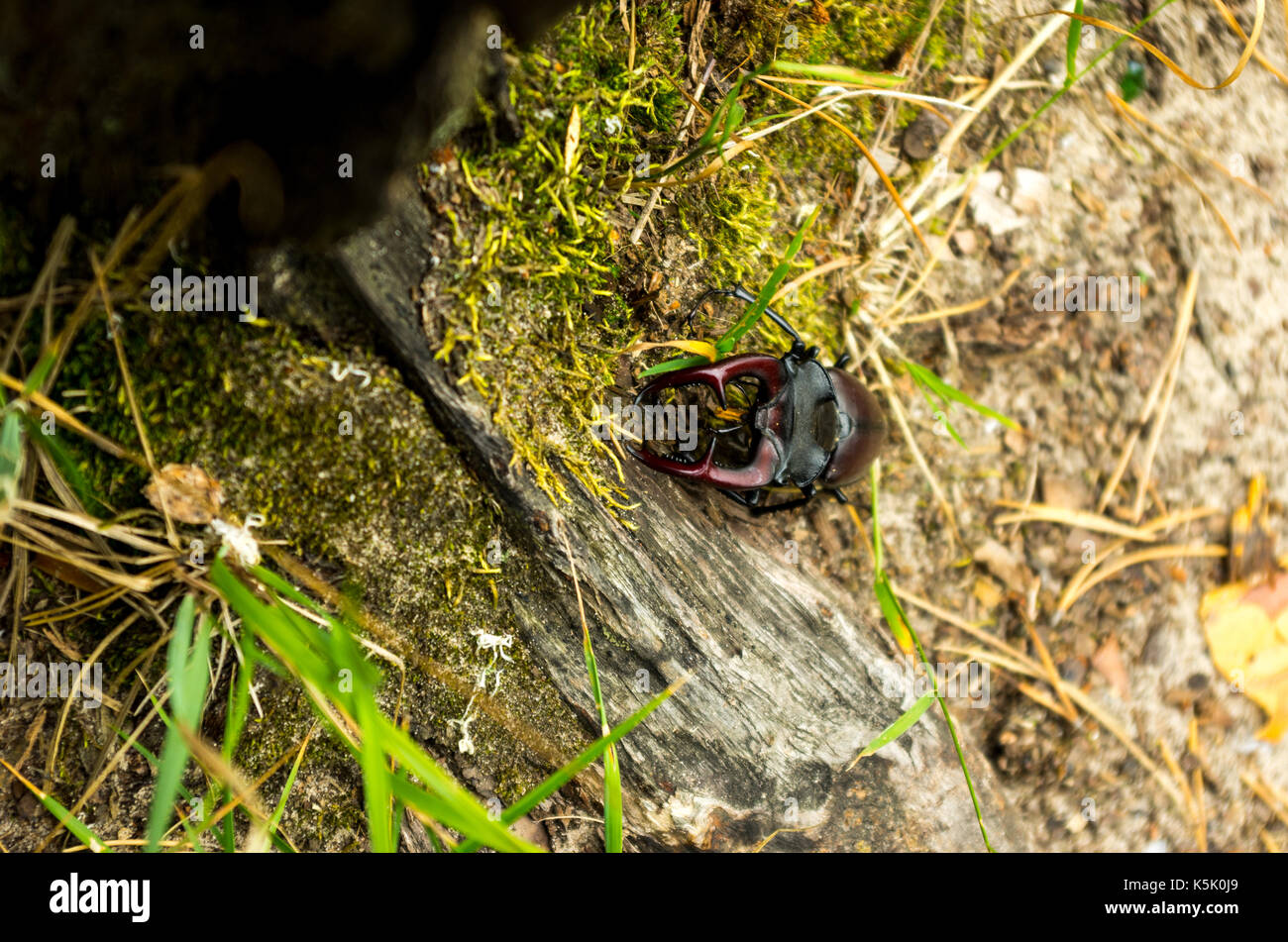 Big beetle with horns. Insect in nature. Lucanus cervus Stock Photo - Alamy