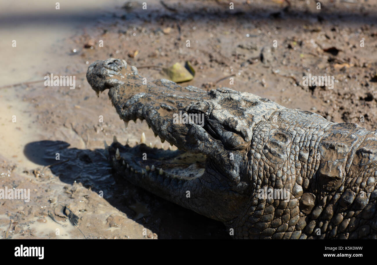 sacred crocodile in Sabou, Burkina Faso, Africa Stock Photo - Alamy