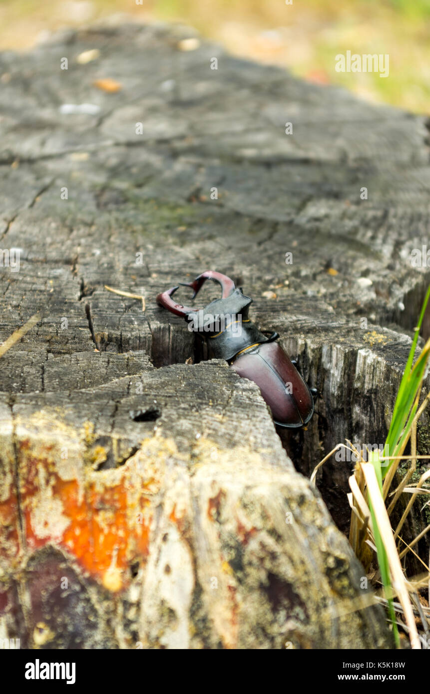 A rare beetle climbs out of a stump. Insect in nature Stock Photo - Alamy