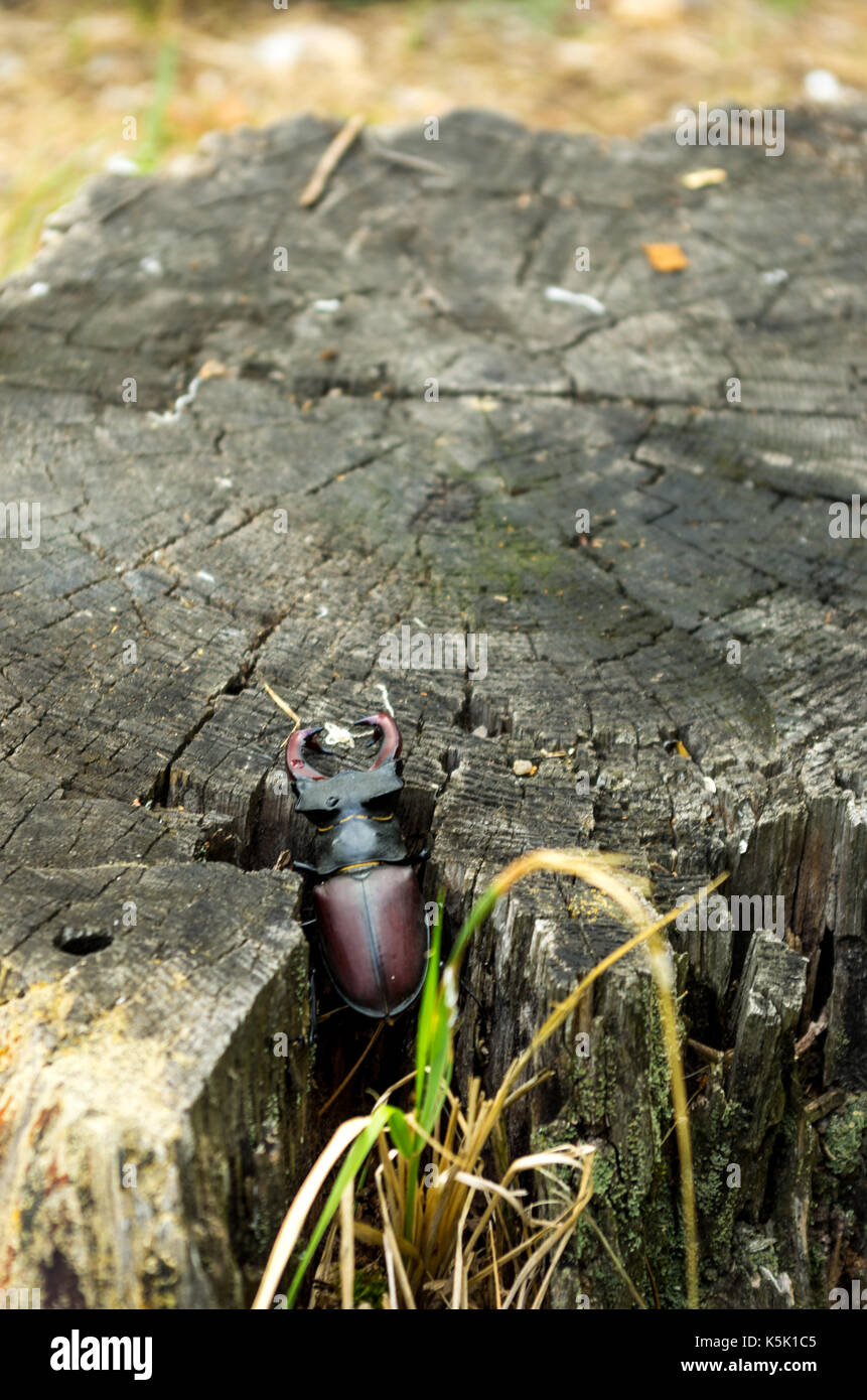 A rare beetle climbs out of a stump. Vertical shot. Insect in nature ...