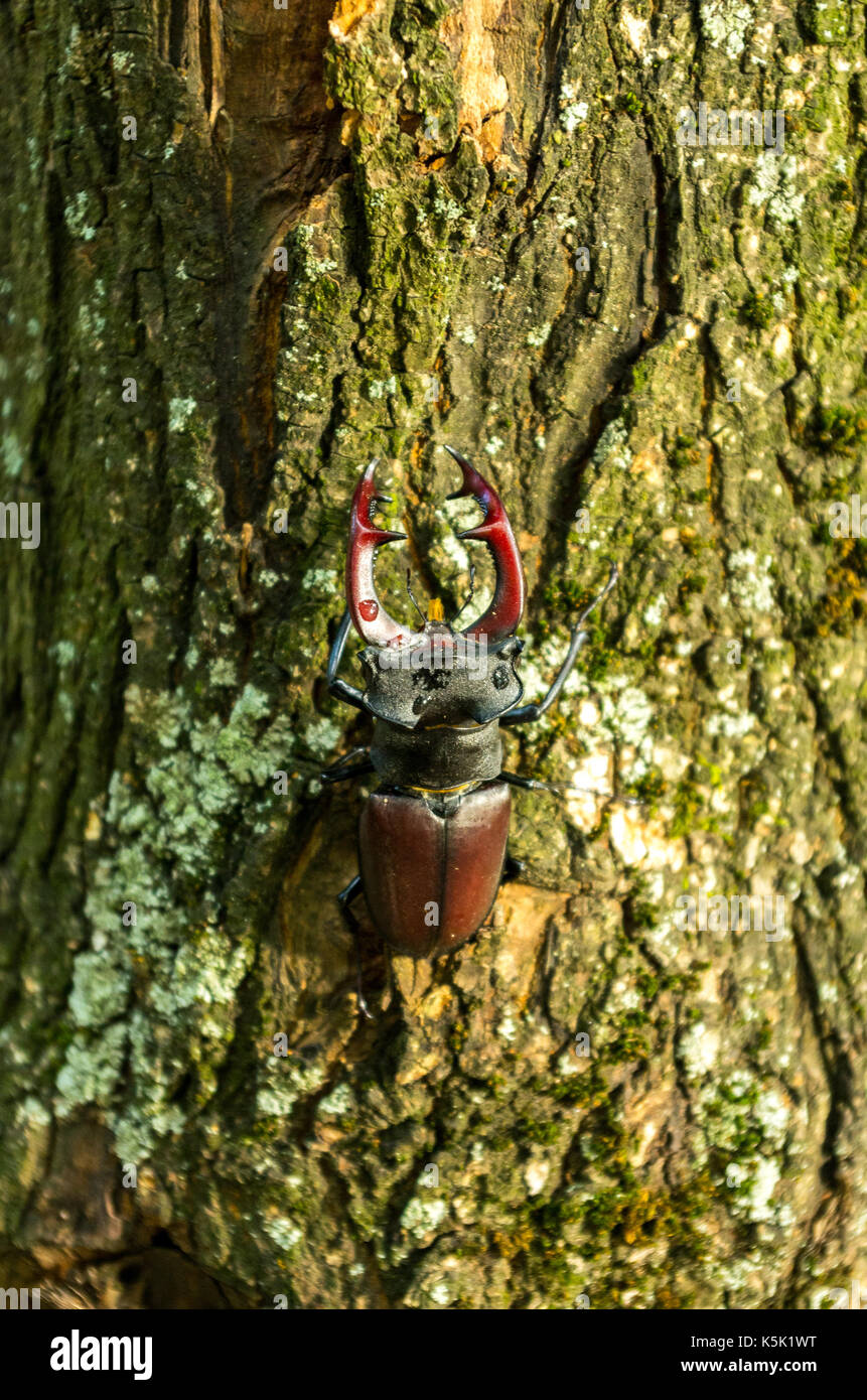 A beetle is on a tree. Beetle with horns on the trunk of a tree. Insect ...
