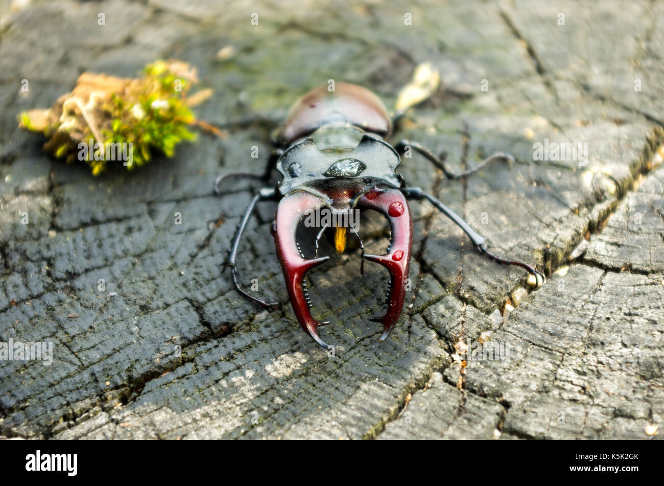 A large insect with horns. A terrible beetle. Horizontal frame. Lucanus ...