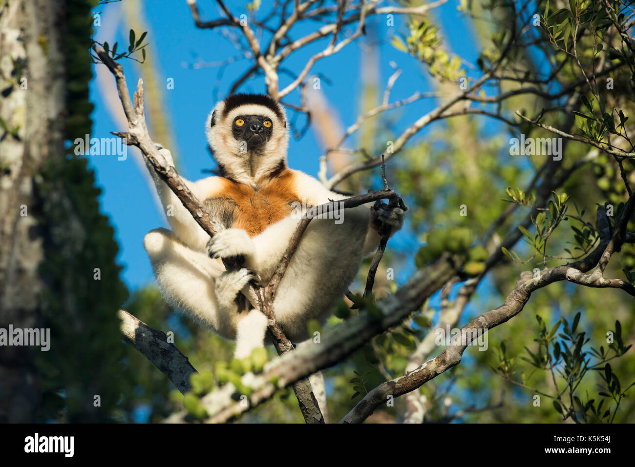 Verreaux's sifaka, Propithecus verreauxi, in the spiny forest, Mandrare ...