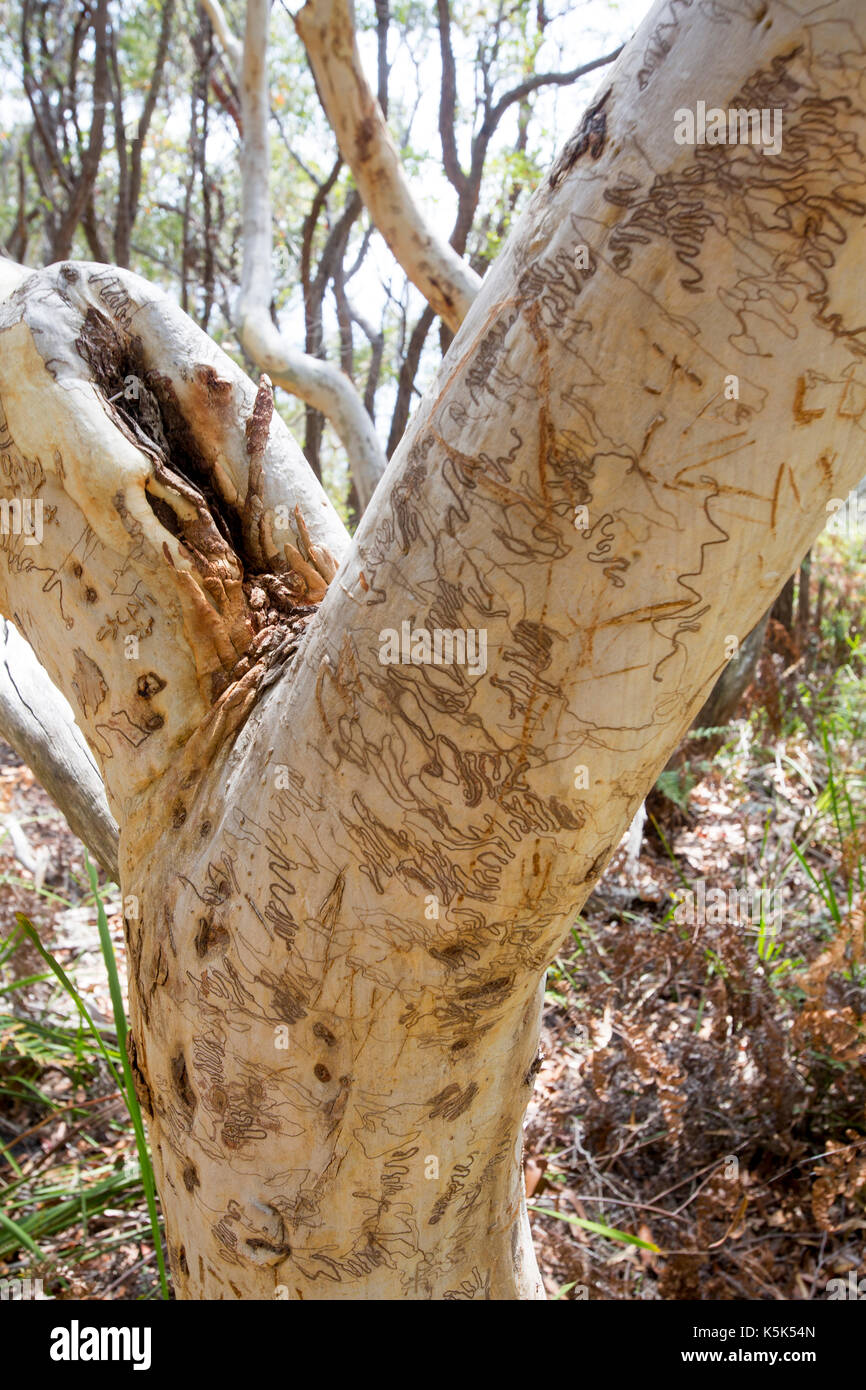 Scribbly bark gum hi-res stock photography and images - Alamy