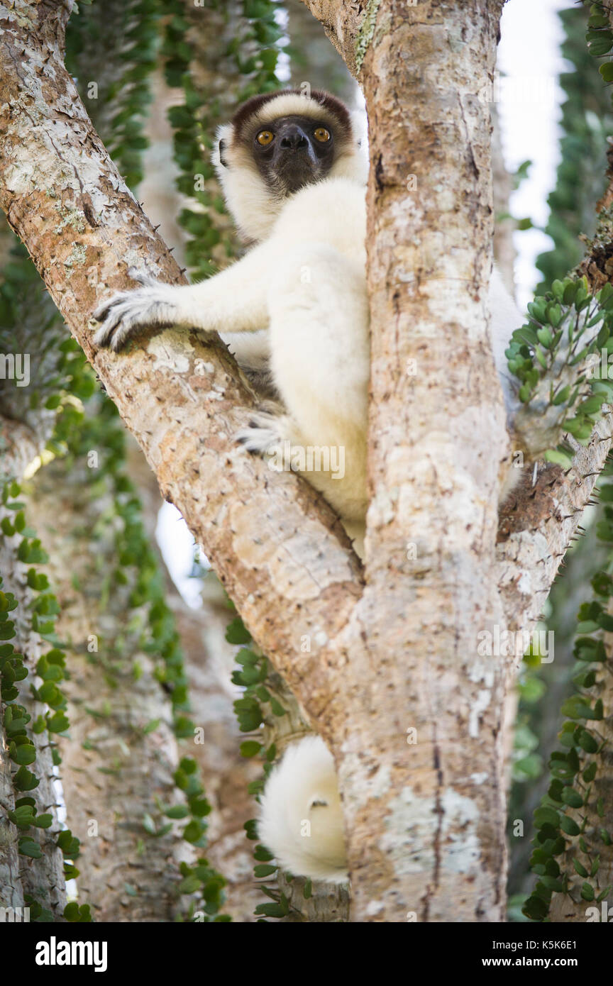 Verreaux's sifaka, Propithecus verreauxi, in the spiny forest, Mandrare ...