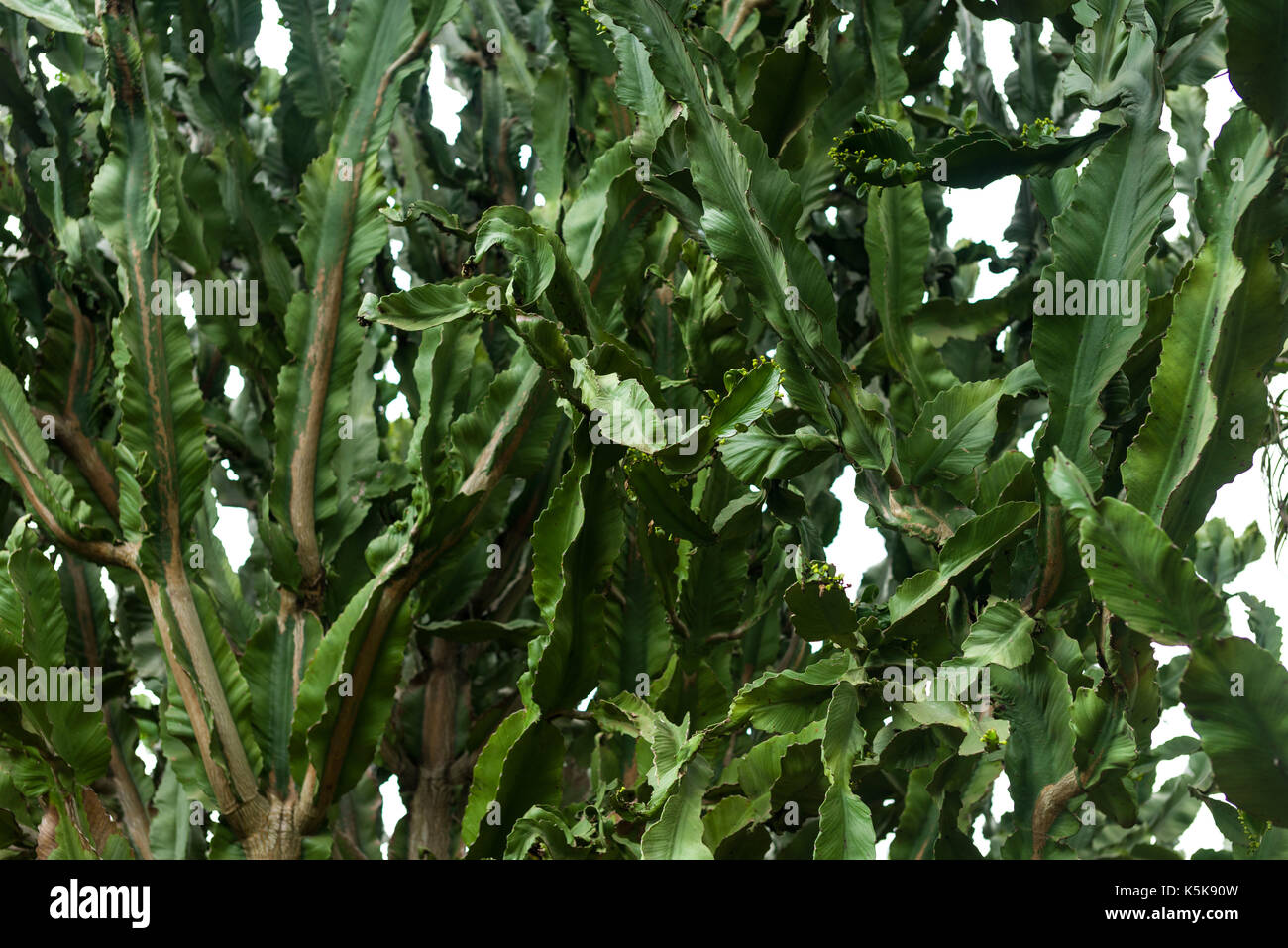 Candelabra tree (Euphorbia candelabrum) branches, Nairobi, Kenya Stock ...